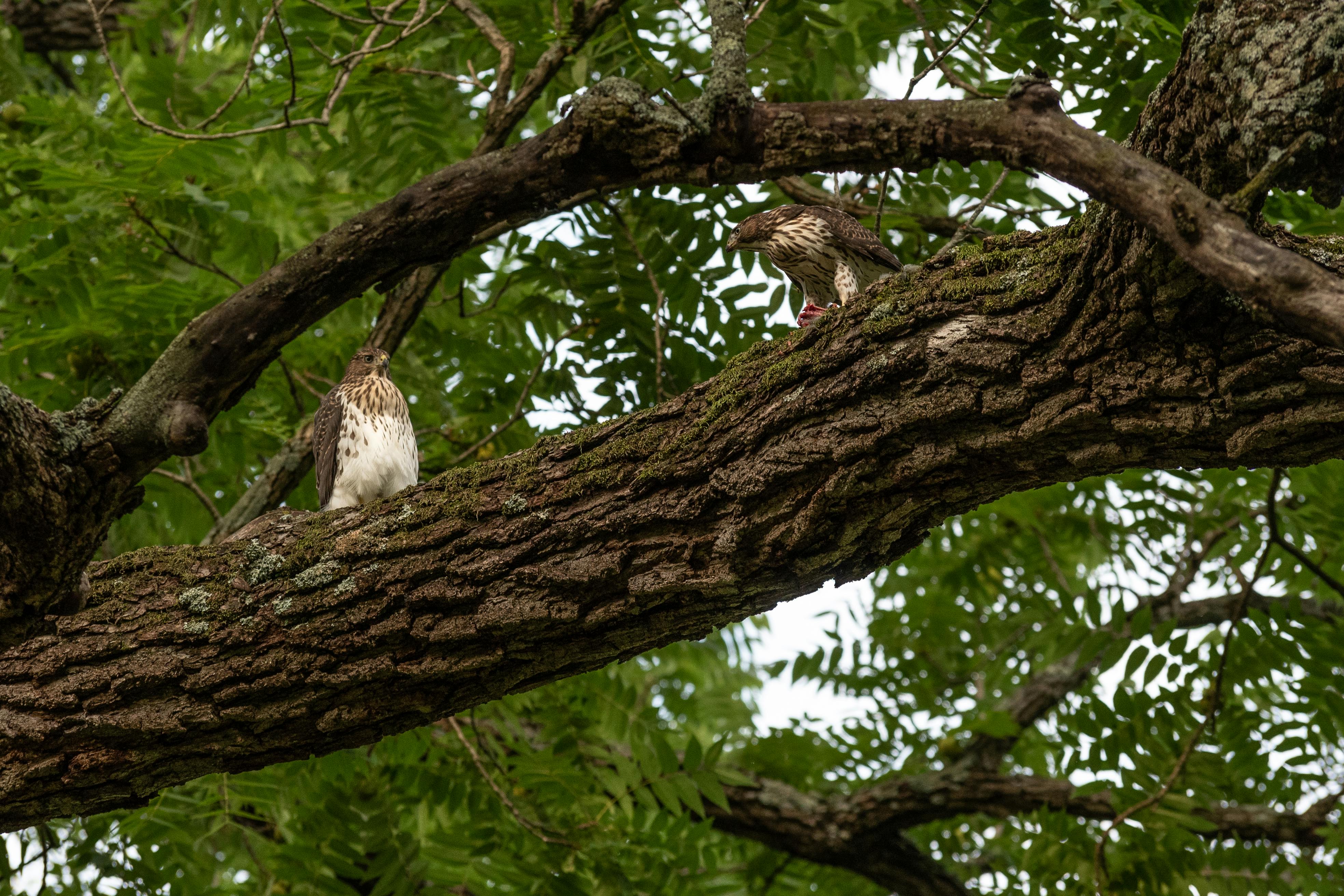 Hawks Photos, Download The BEST Free Hawks Stock Photos & HD Images