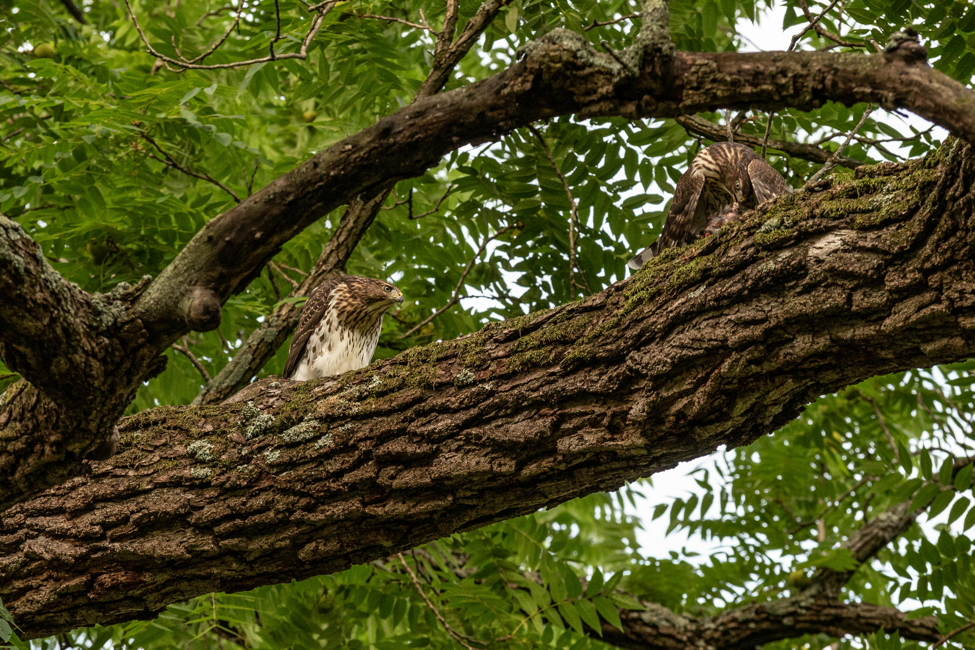 Hawks on a Tree Branch · Free Stock Photo