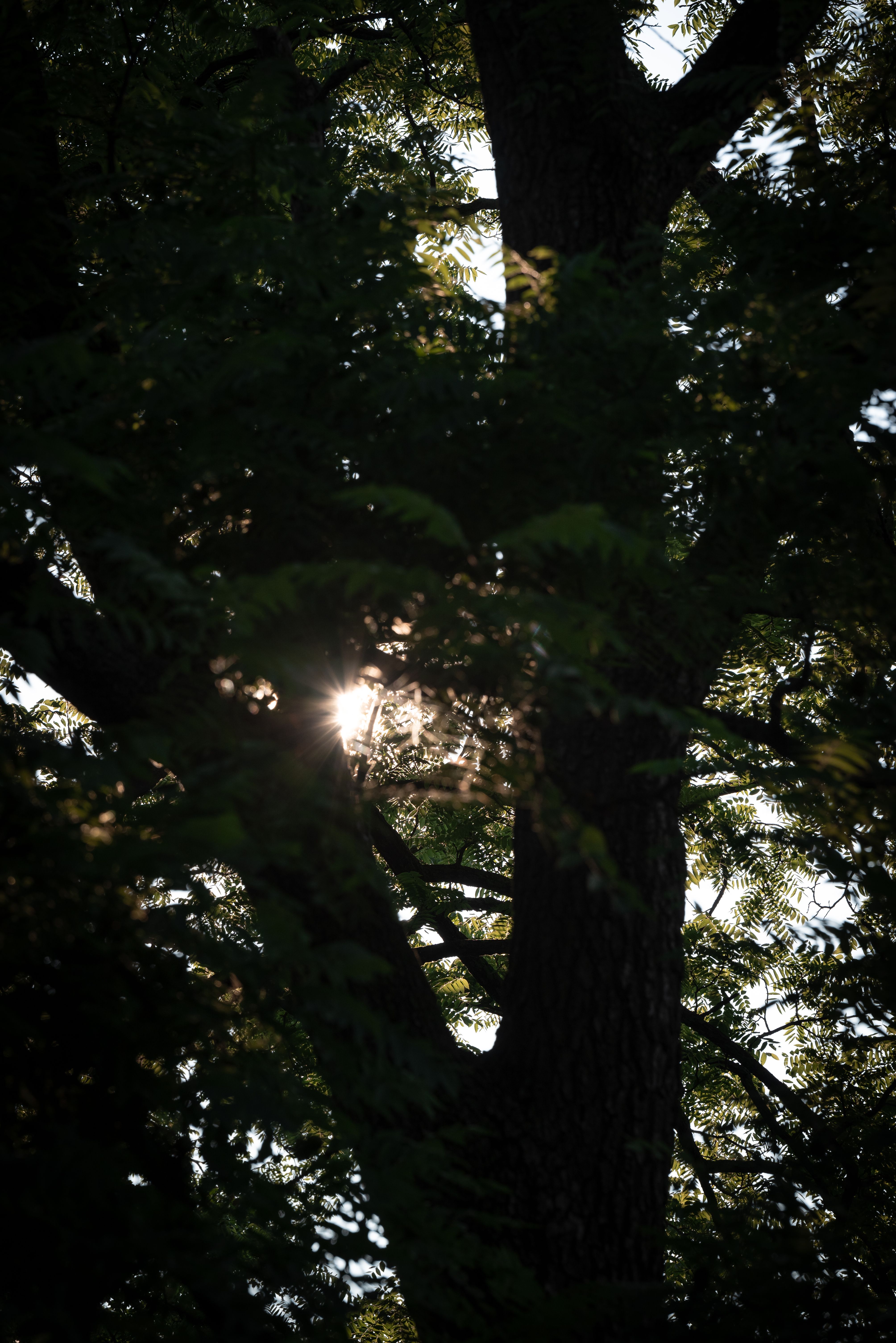 Photograph of a Tree During Daytime · Free Stock Photo