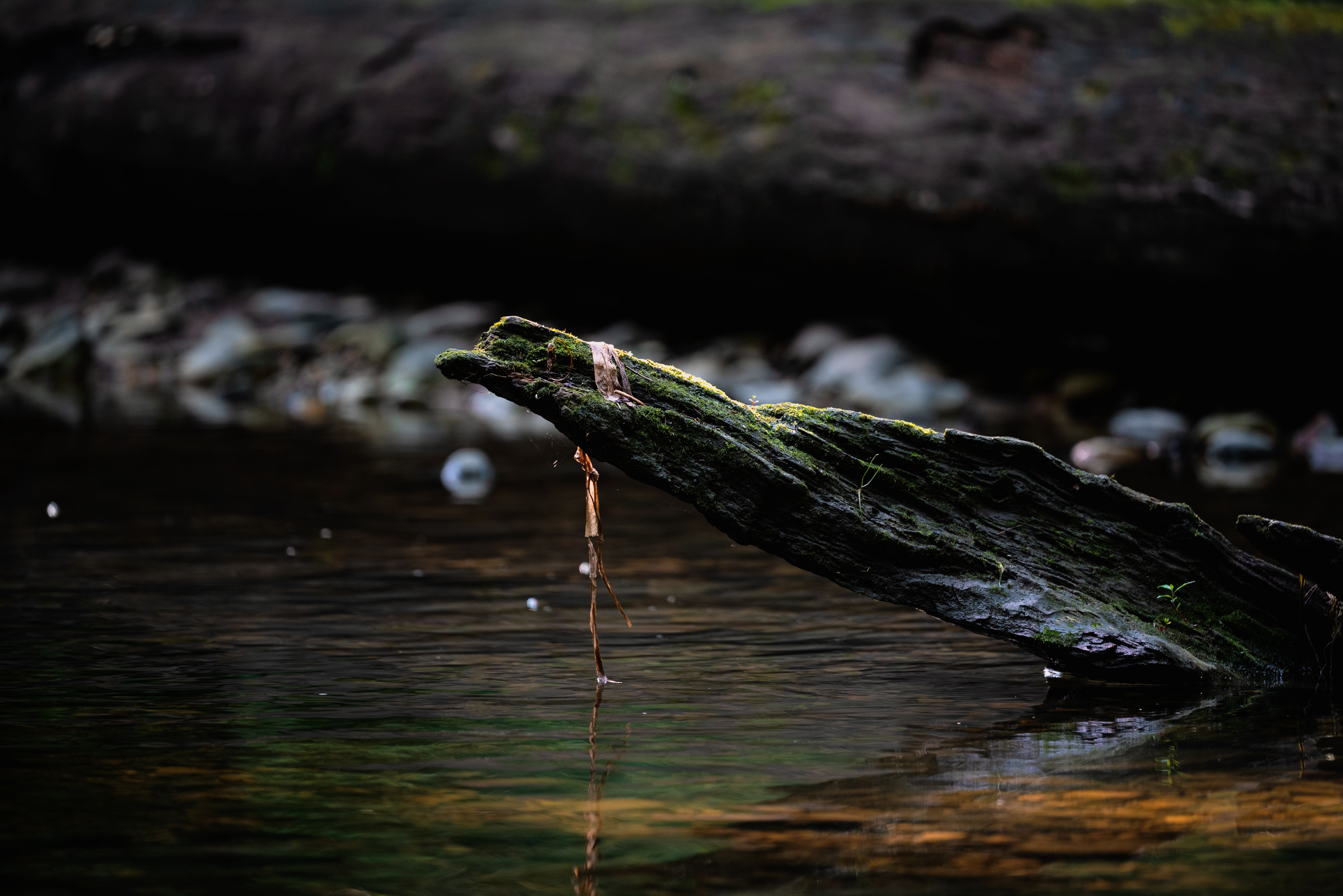 Weeding Photography Photos, Download The BEST Free Weeding Photography ...