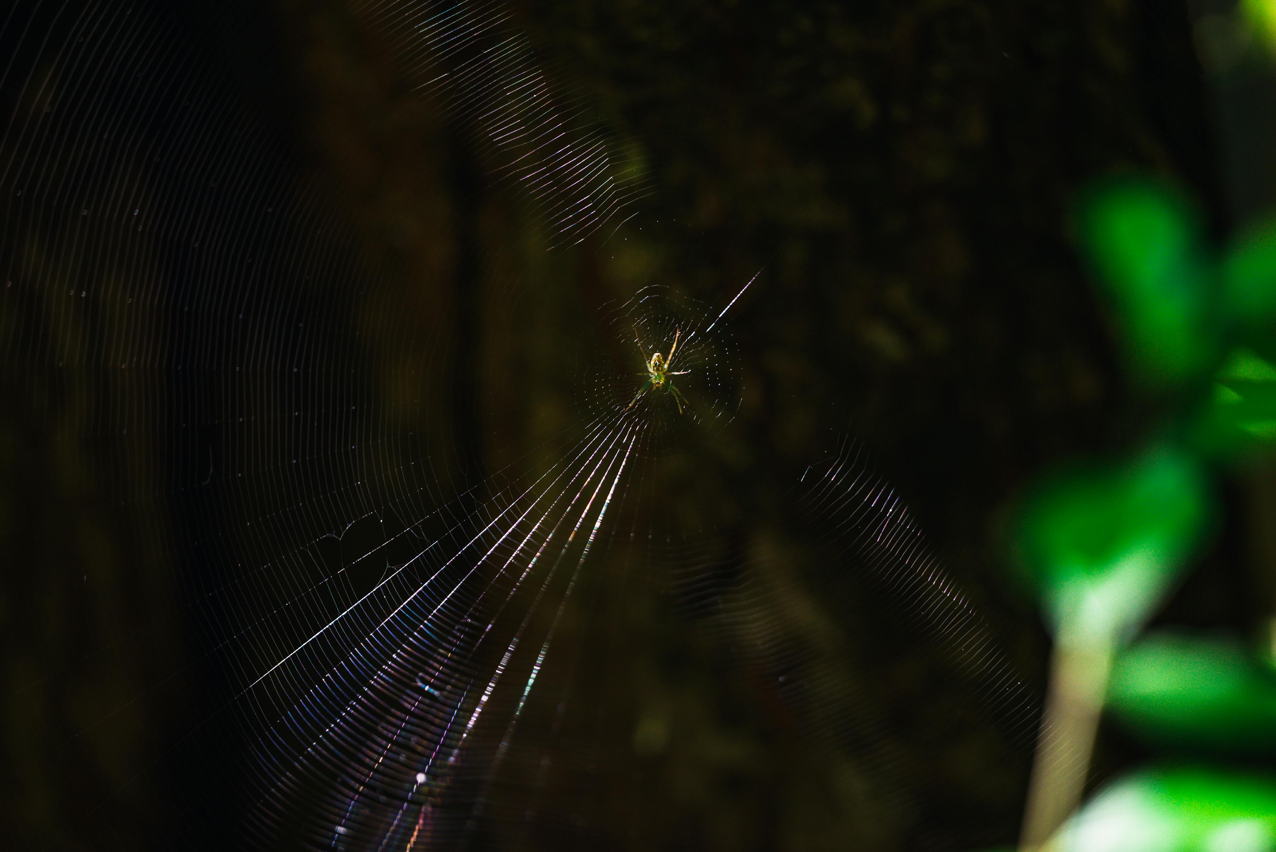 Photo of a Green Spider on a Web · Free Stock Photo