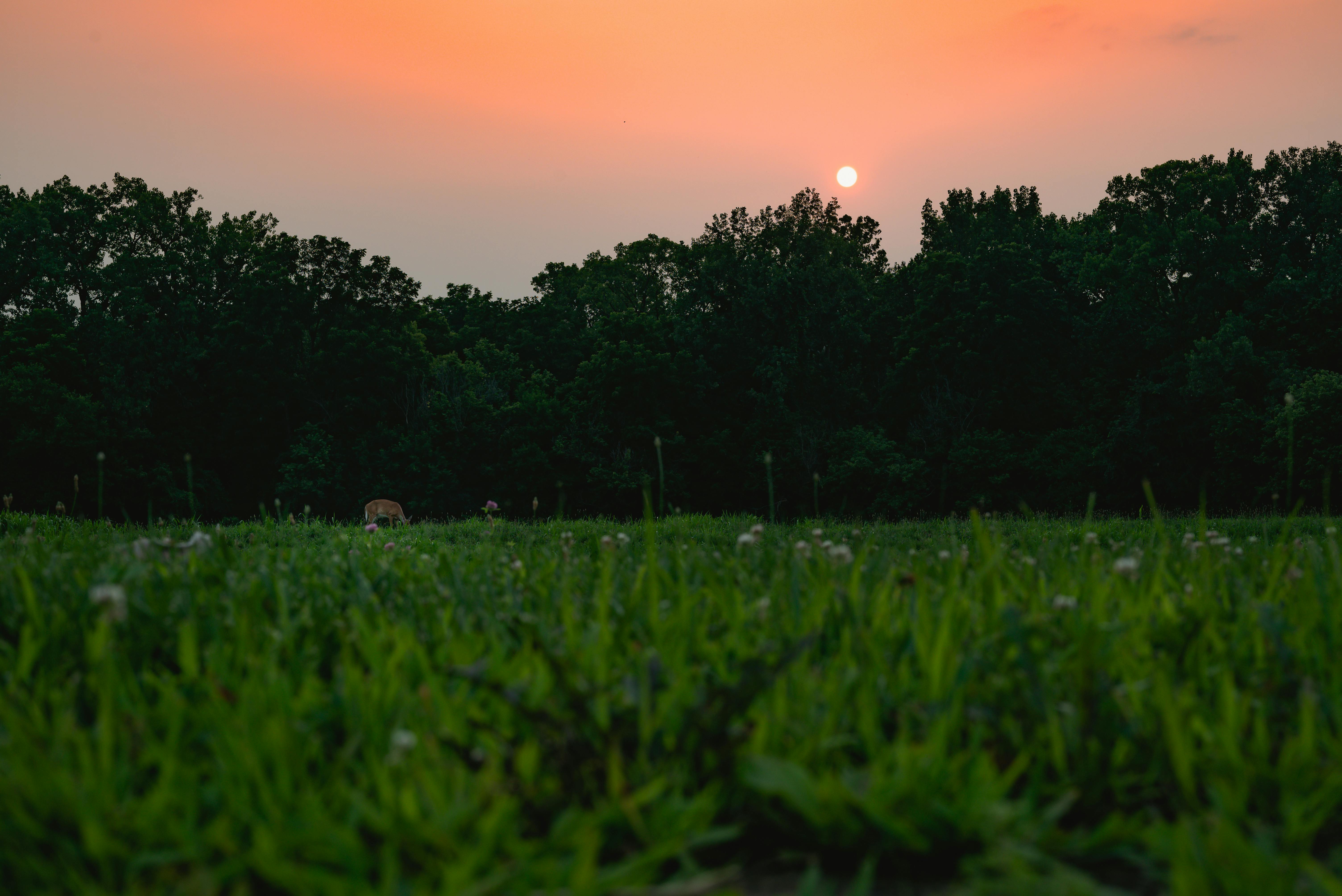 Deer In Sunset Photos, Download The BEST Free Deer In Sunset Stock ...