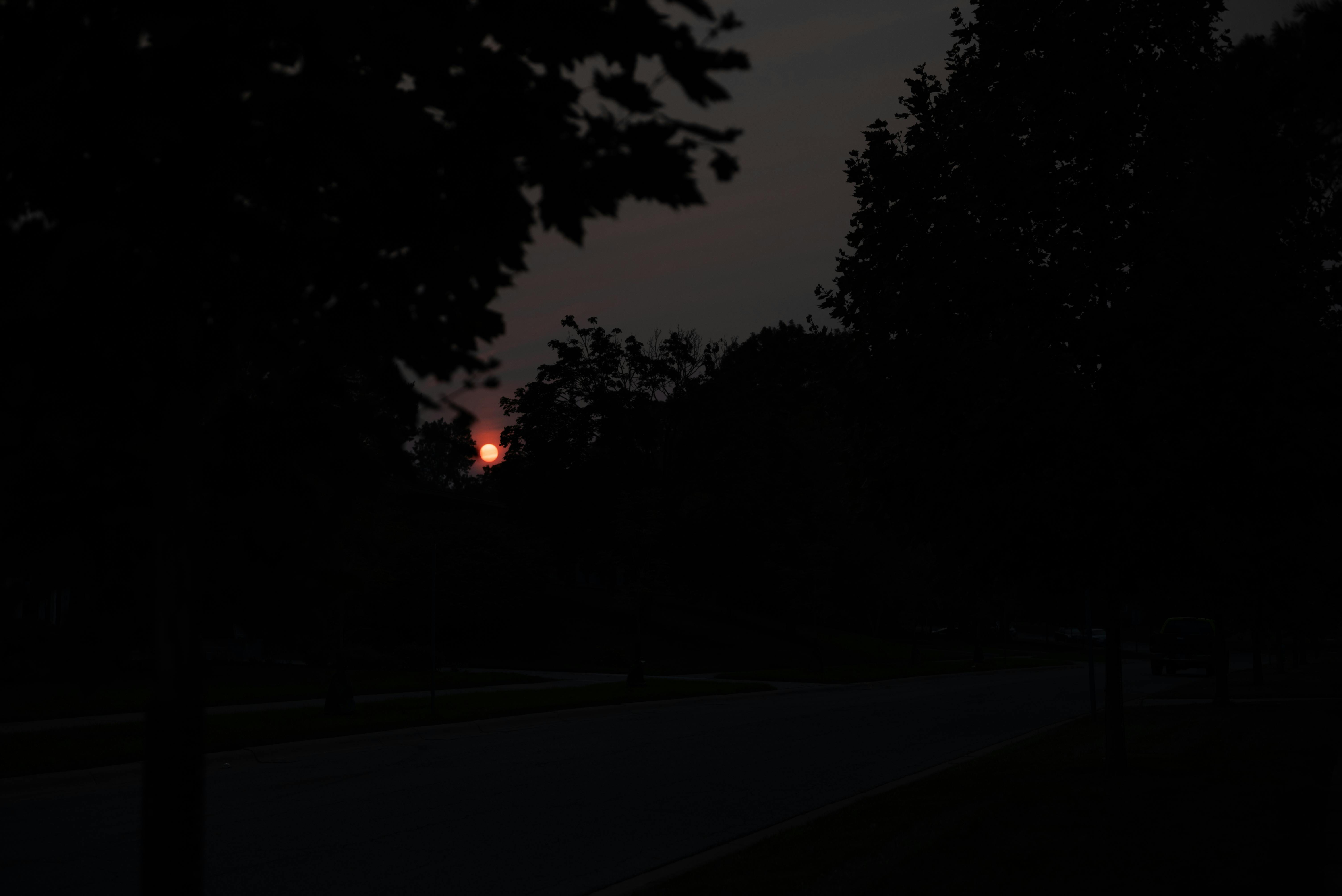 Black Tree at Night Time · Free Stock Photo