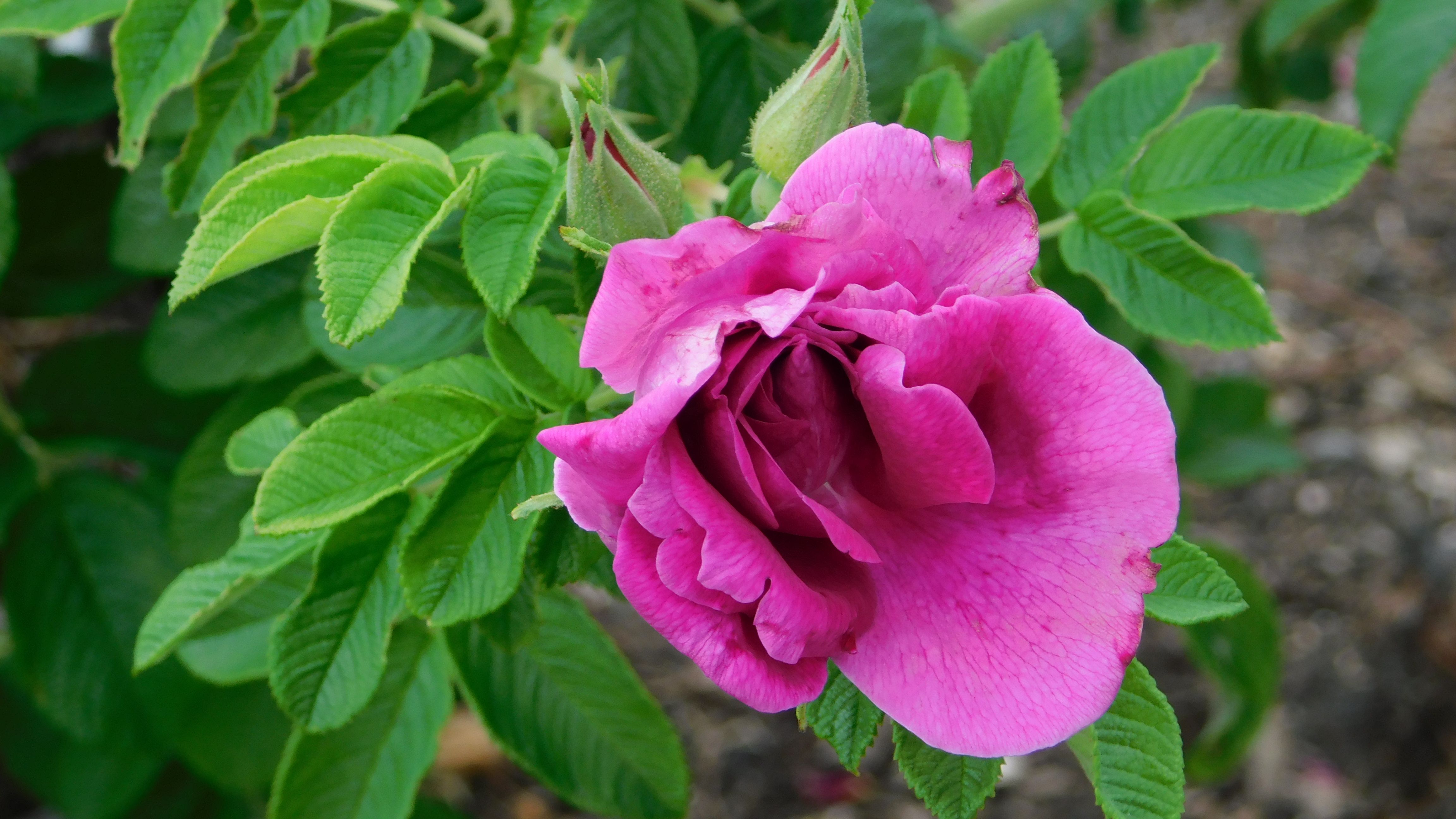 Close up of Pink Flowers with Dedication · Free Stock Photo