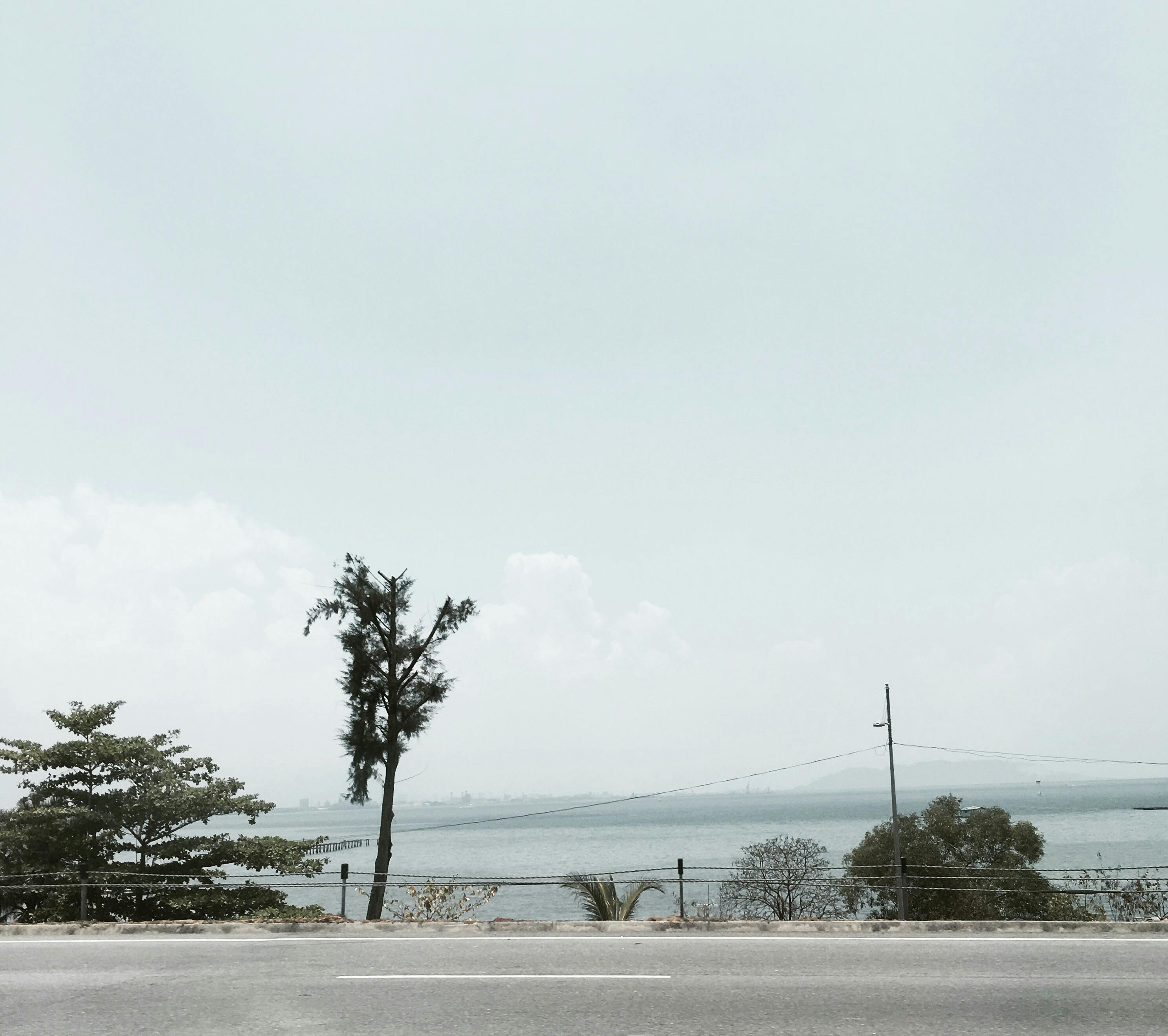 Green Tree Near Road Under White Sky · Free Stock Photo
