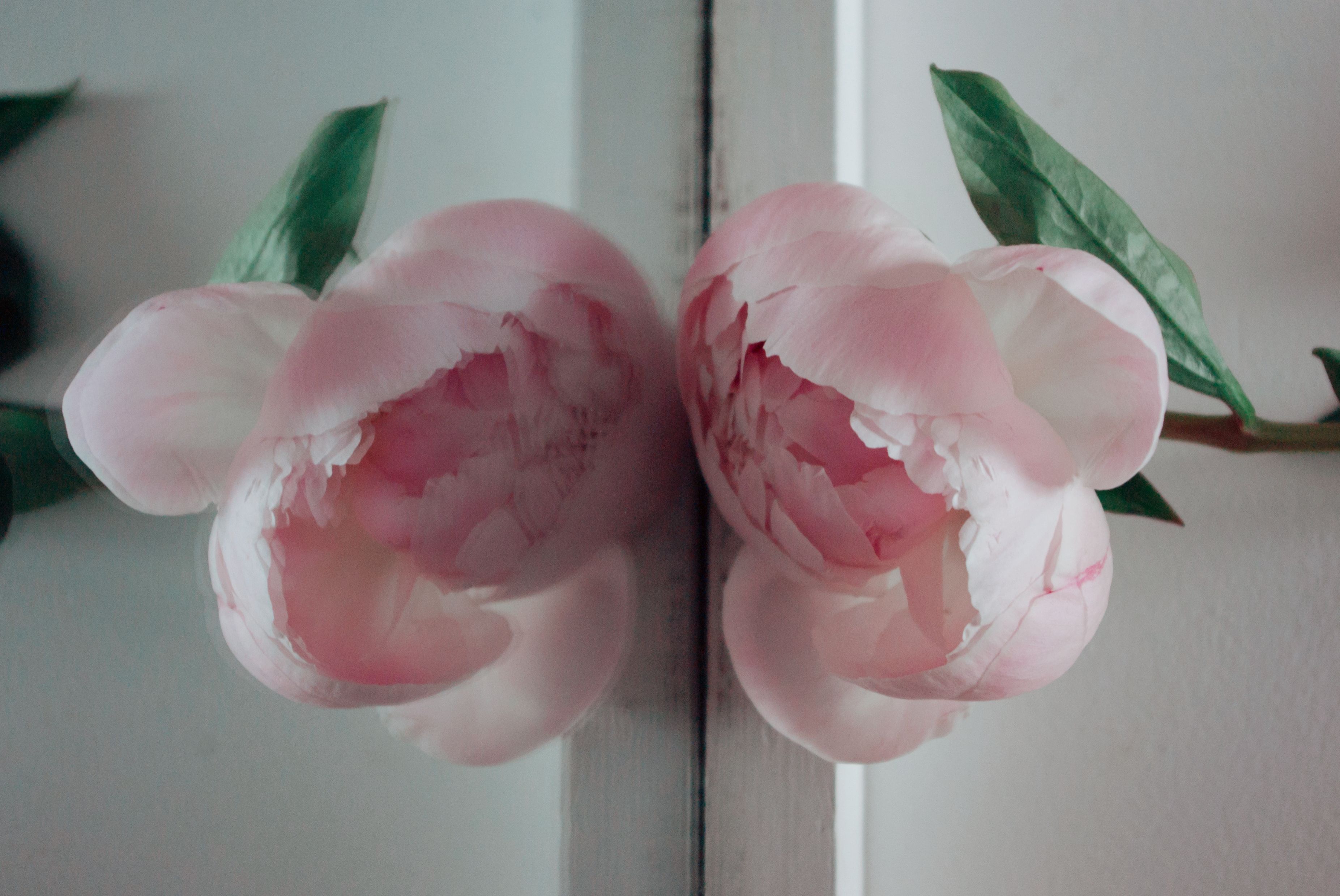 Close-Up Shot of Peonies · Free Stock Photo