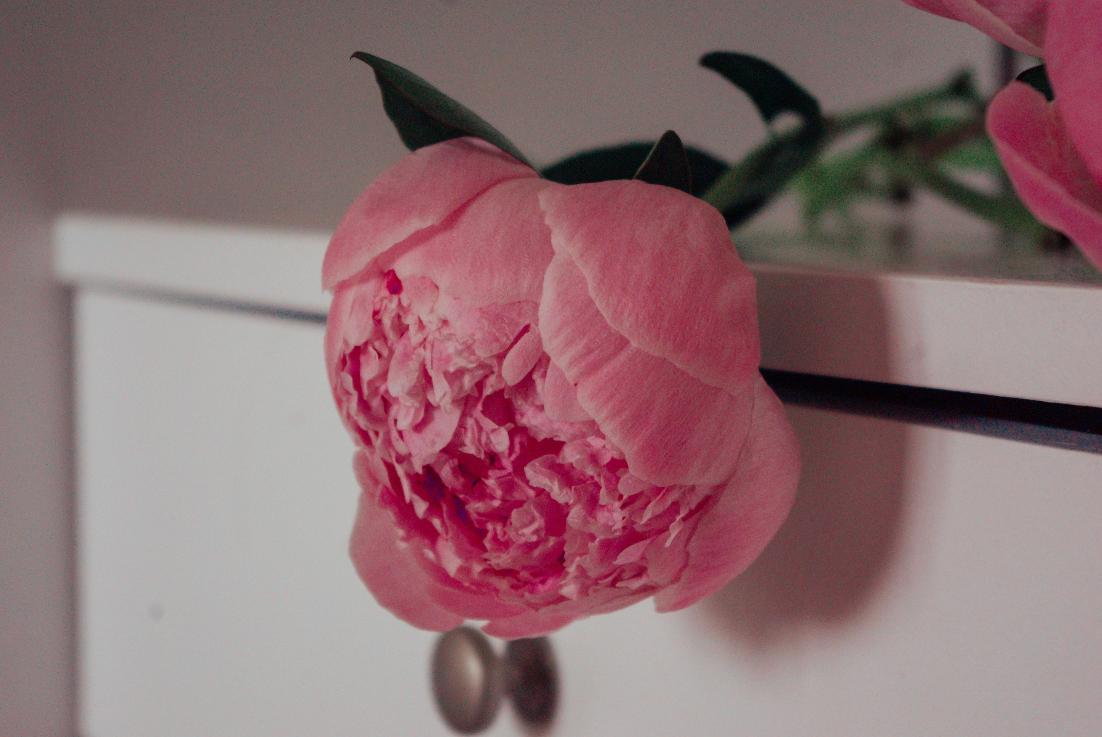 Close-up of a Pink Chinese Peony Flower · Free Stock Photo