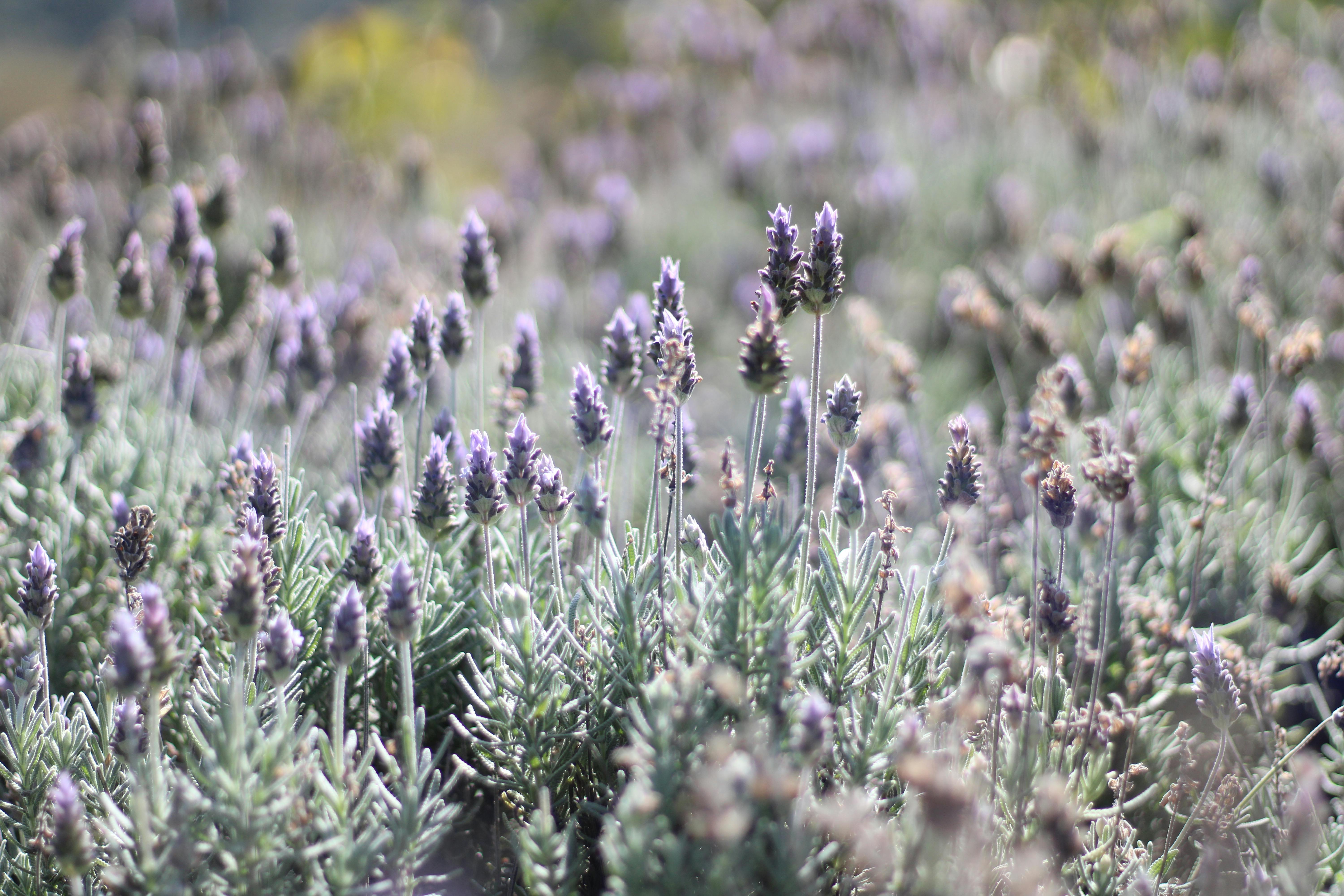Blooming English Lavender Flowers · Free Stock Photo