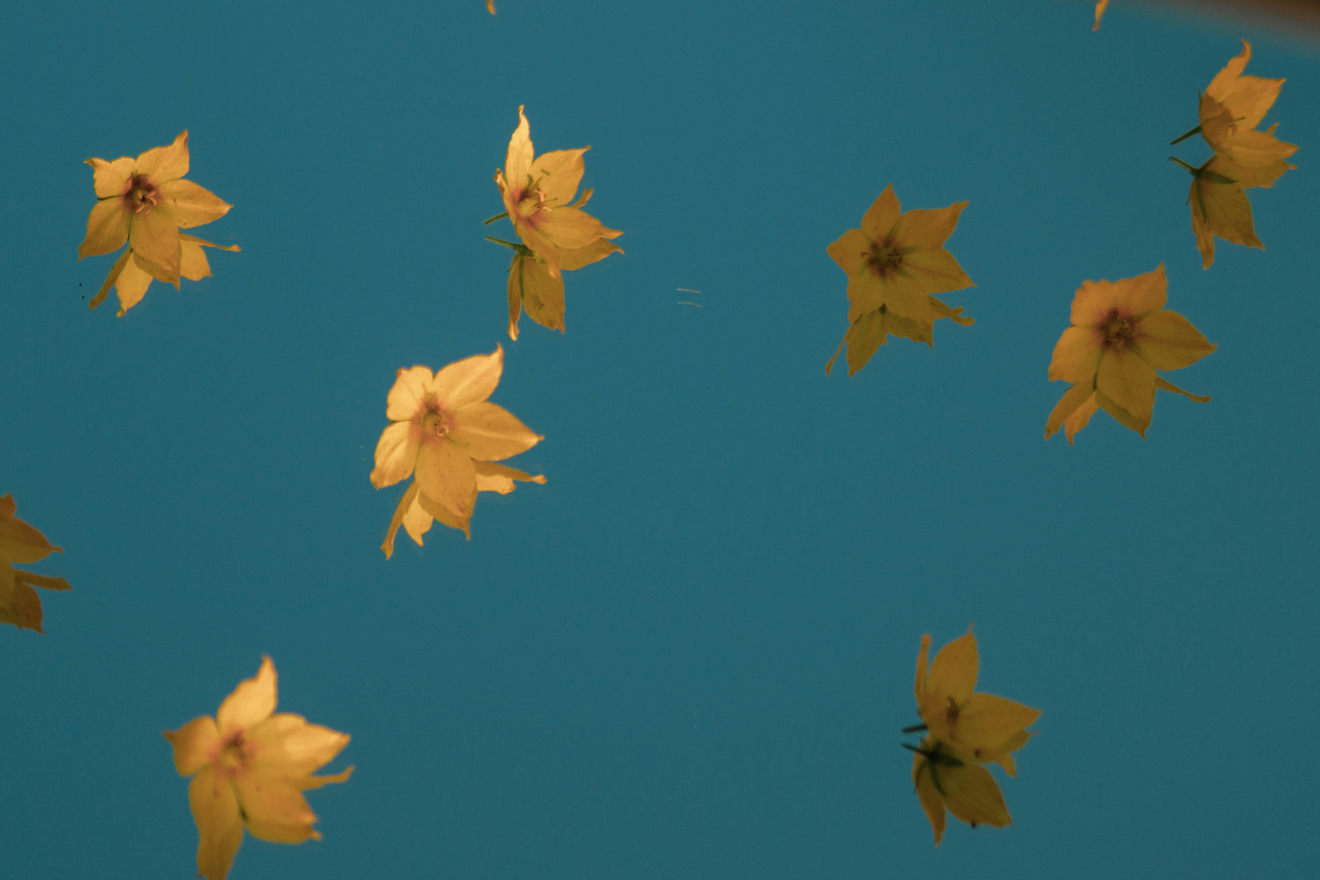 Falling Flowers Photos, Download The BEST Free Falling Flowers Stock ...