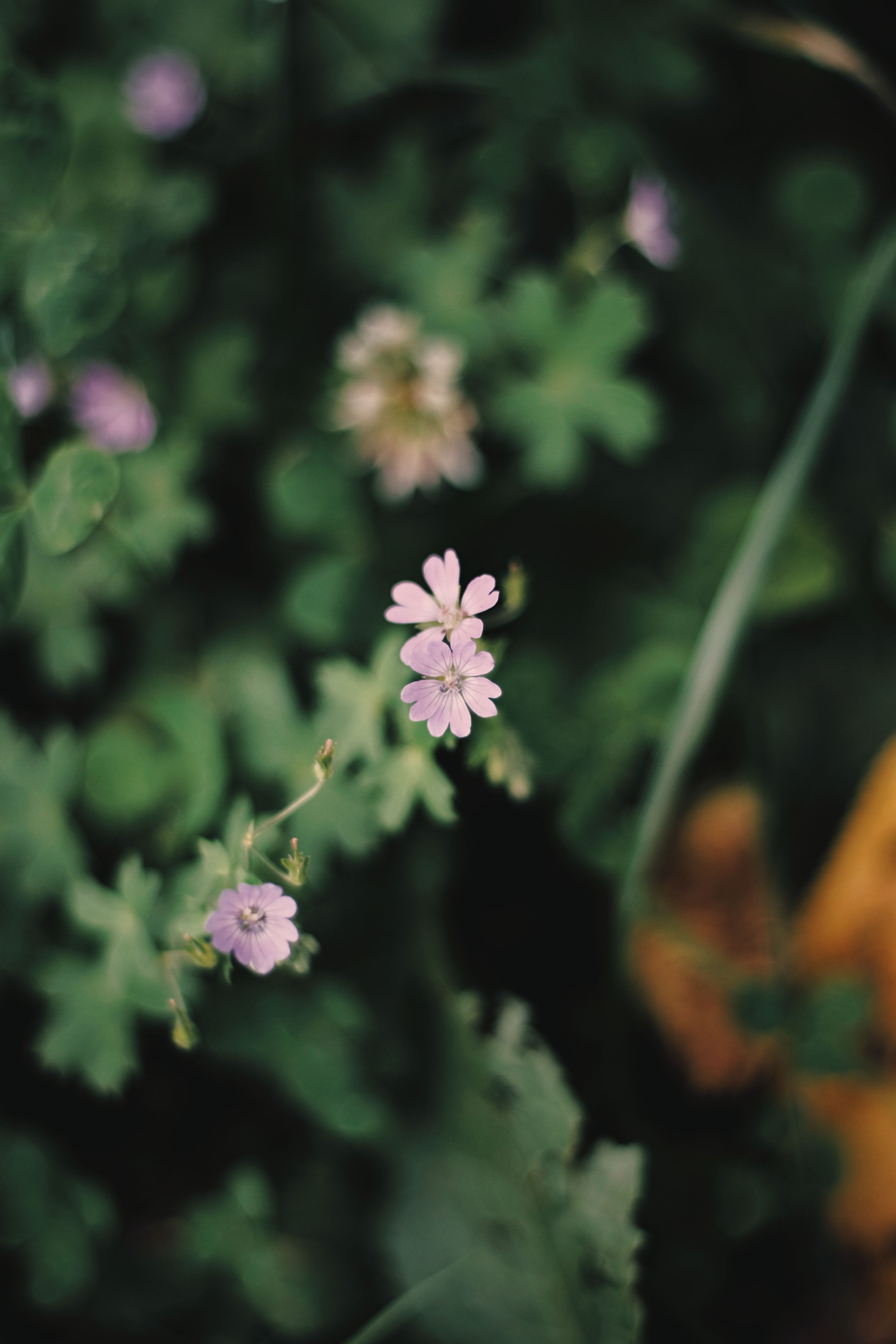 116,287+ Best Free Small flowers Stock Photos & Images · 100% Royalty ...