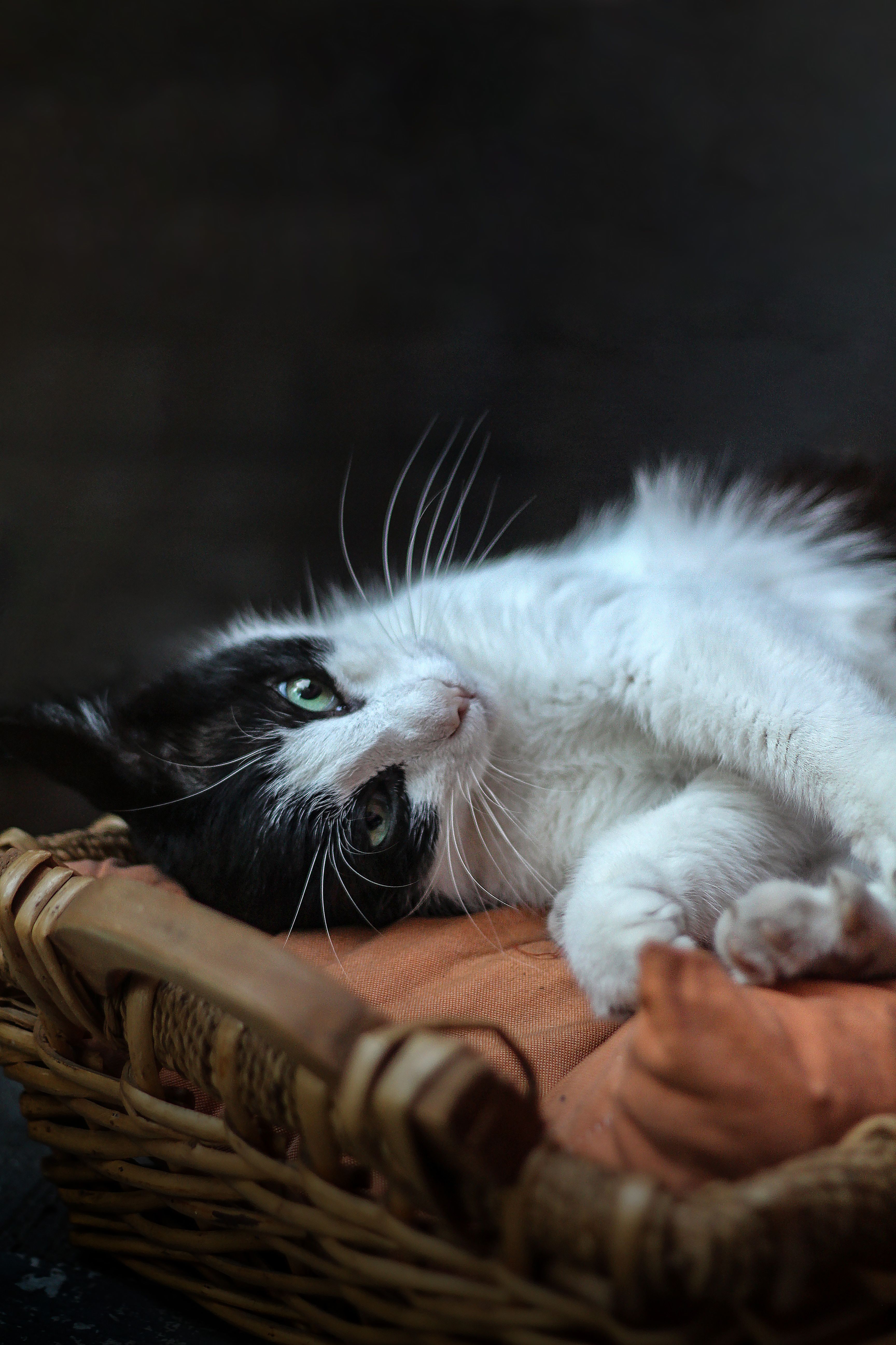 White Cat Looking Up · Free Stock Photo
