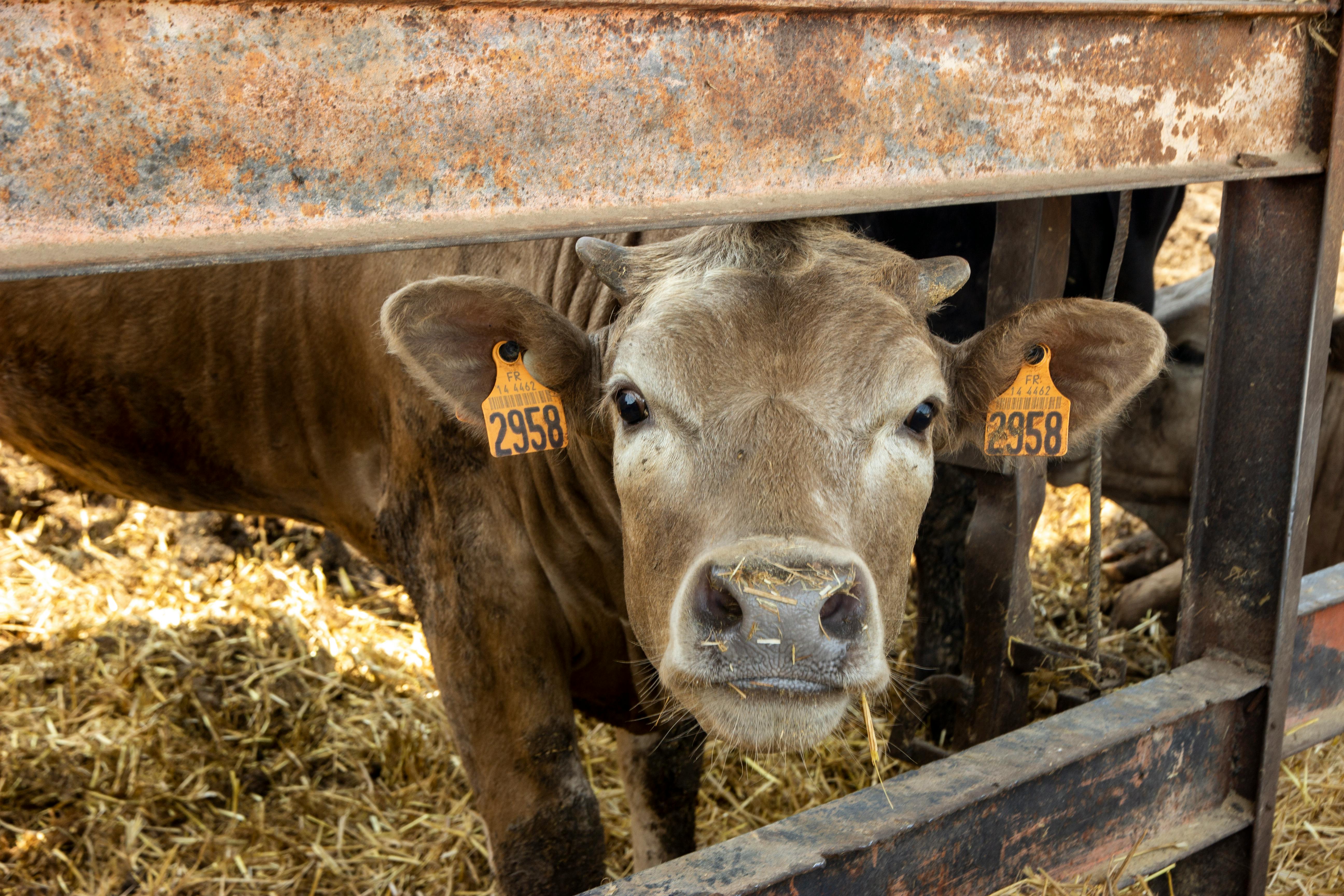 A Close-Up Shot of a Cow · Free Stock Photo