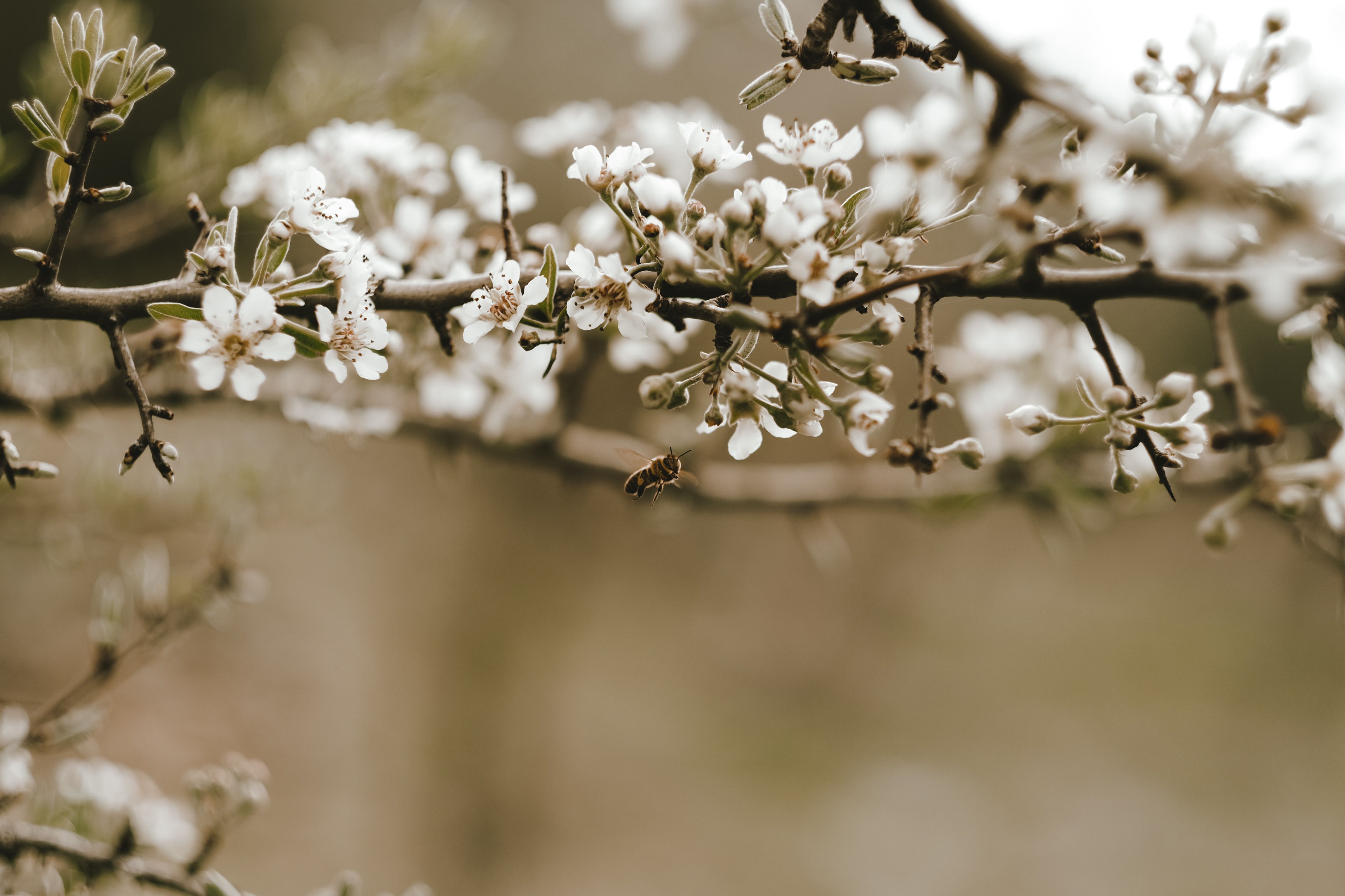 Tree Branch with Cherry Blossom Flowers · Free Stock Photo