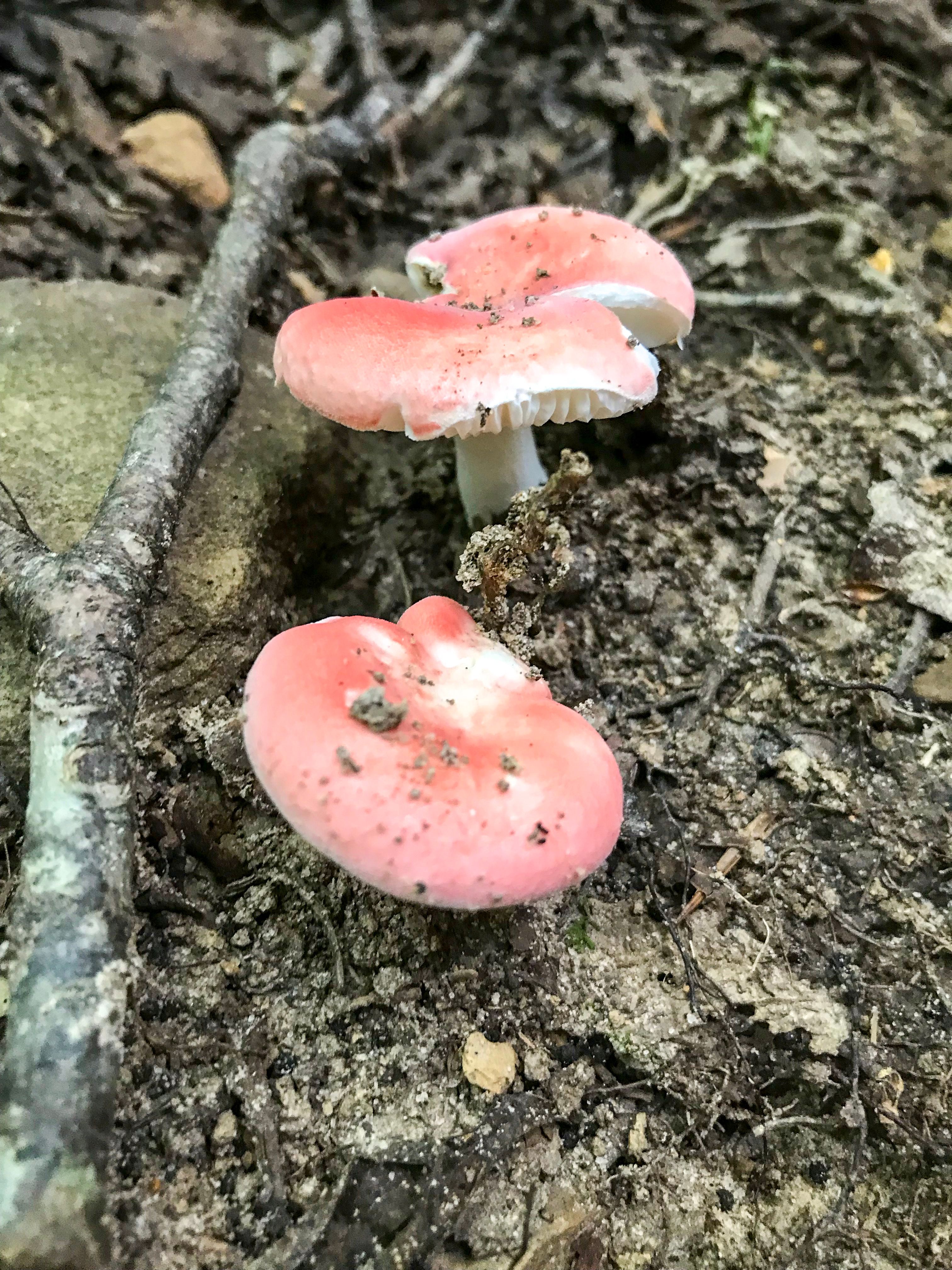 Amanda Caitlin Aileen 所收藏的 12 個 Fungus 相片和影片