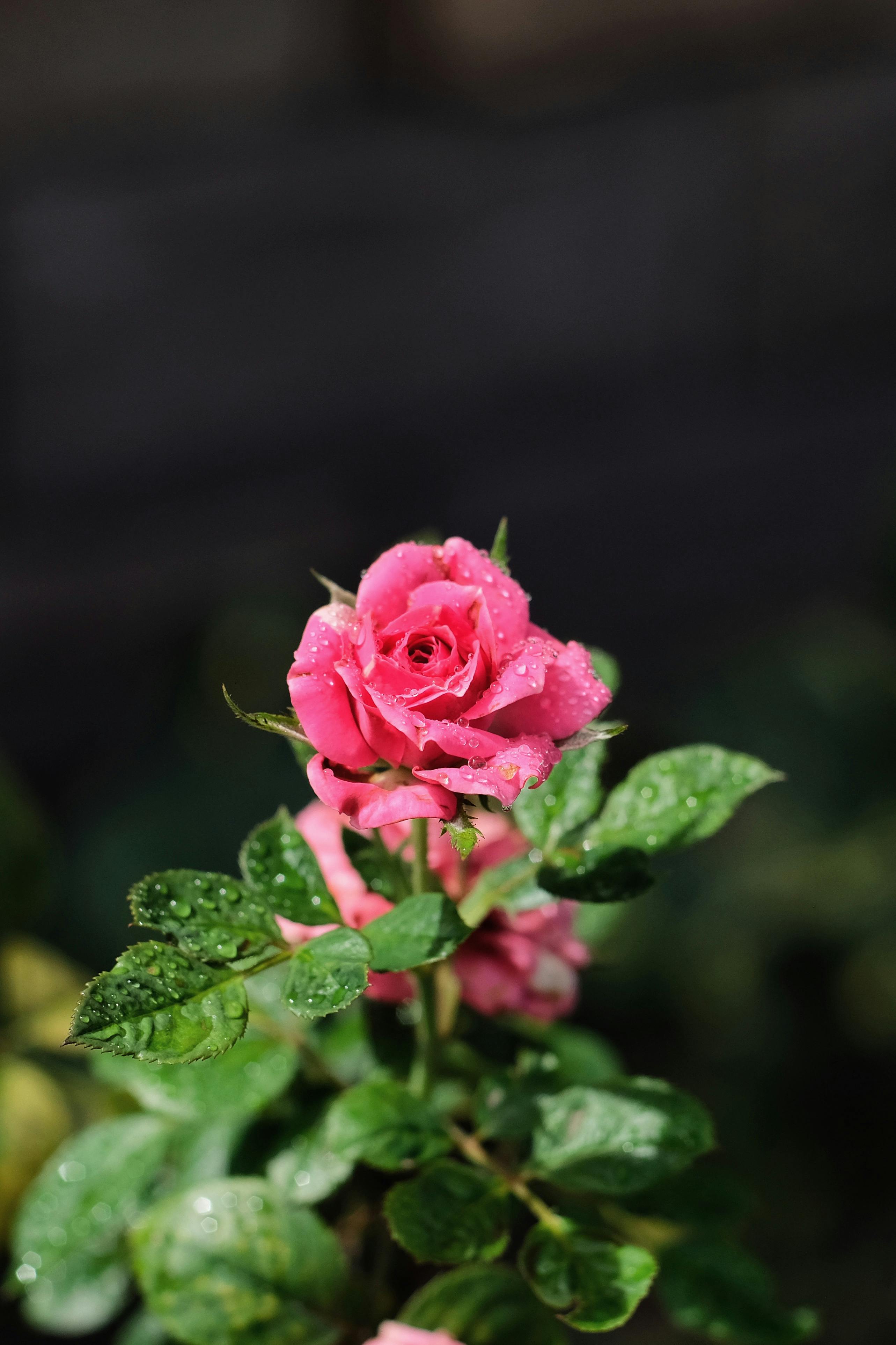 Pink Rose with Dewdrops · Free Stock Photo
