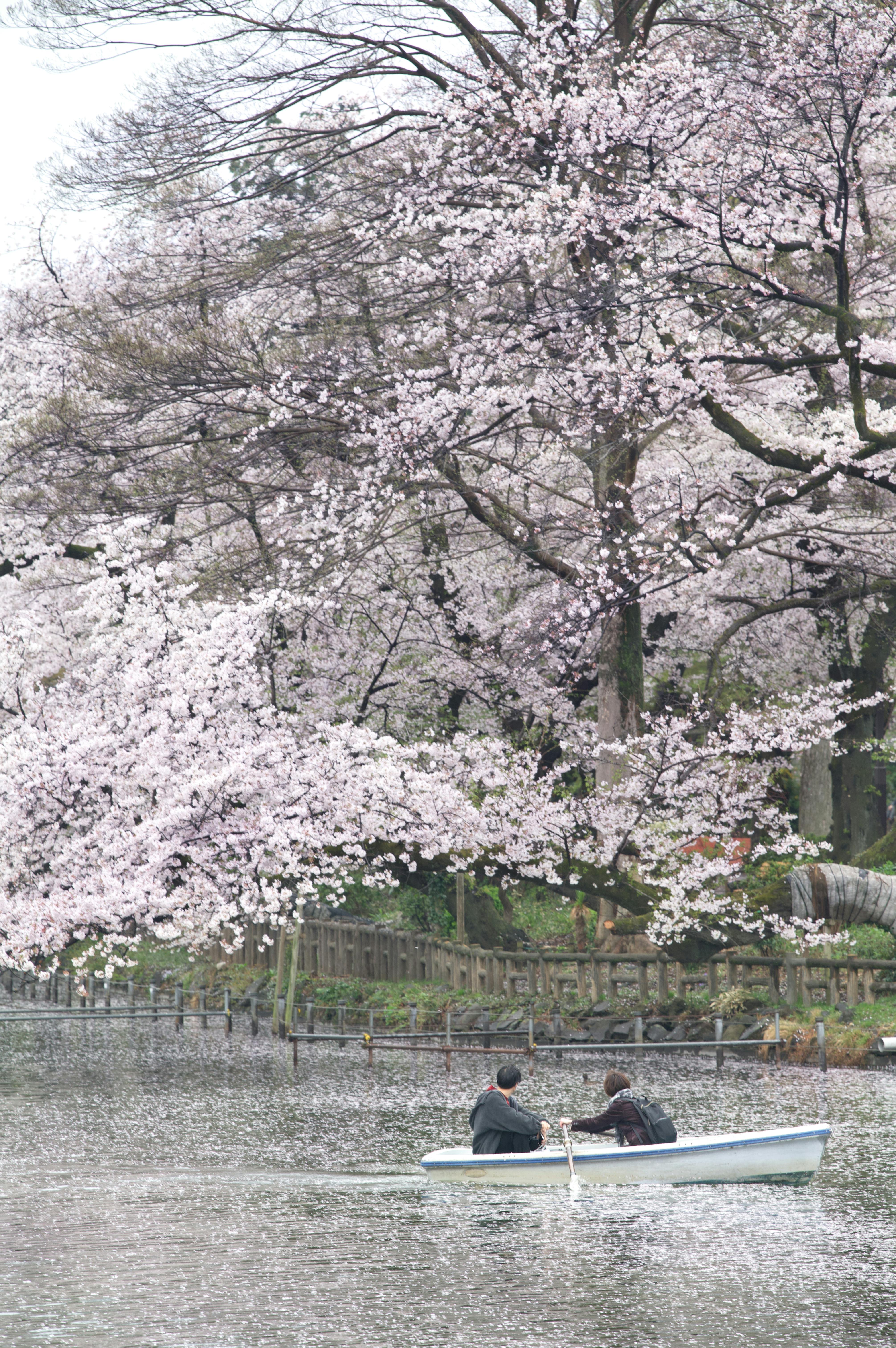 Han Sen · Fotografie