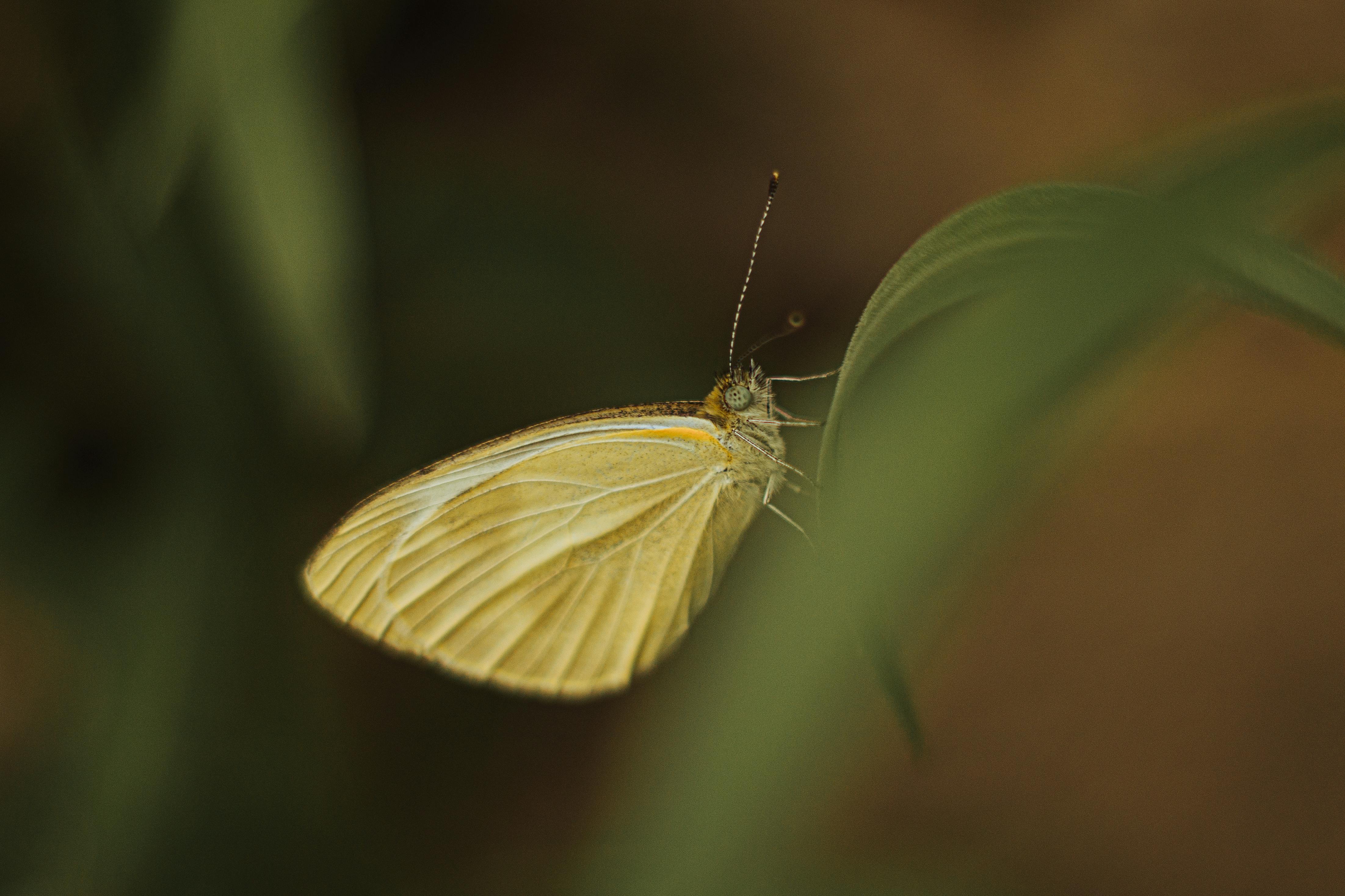 Aripa Photos, Download The BEST Free Aripa Stock Photos & HD Images