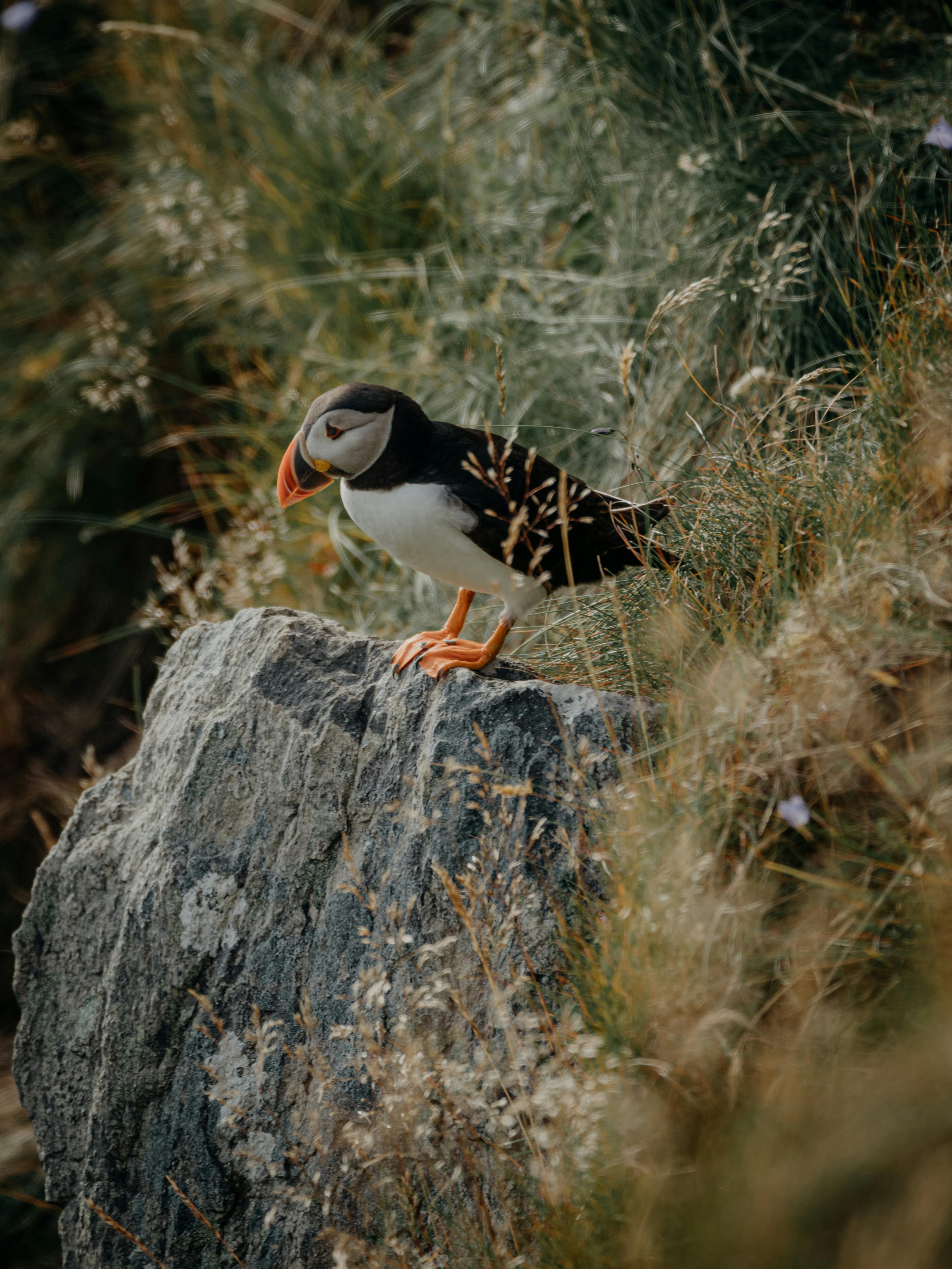 Closeup Photography of Puffin Perching on Rock · Free Stock Photo