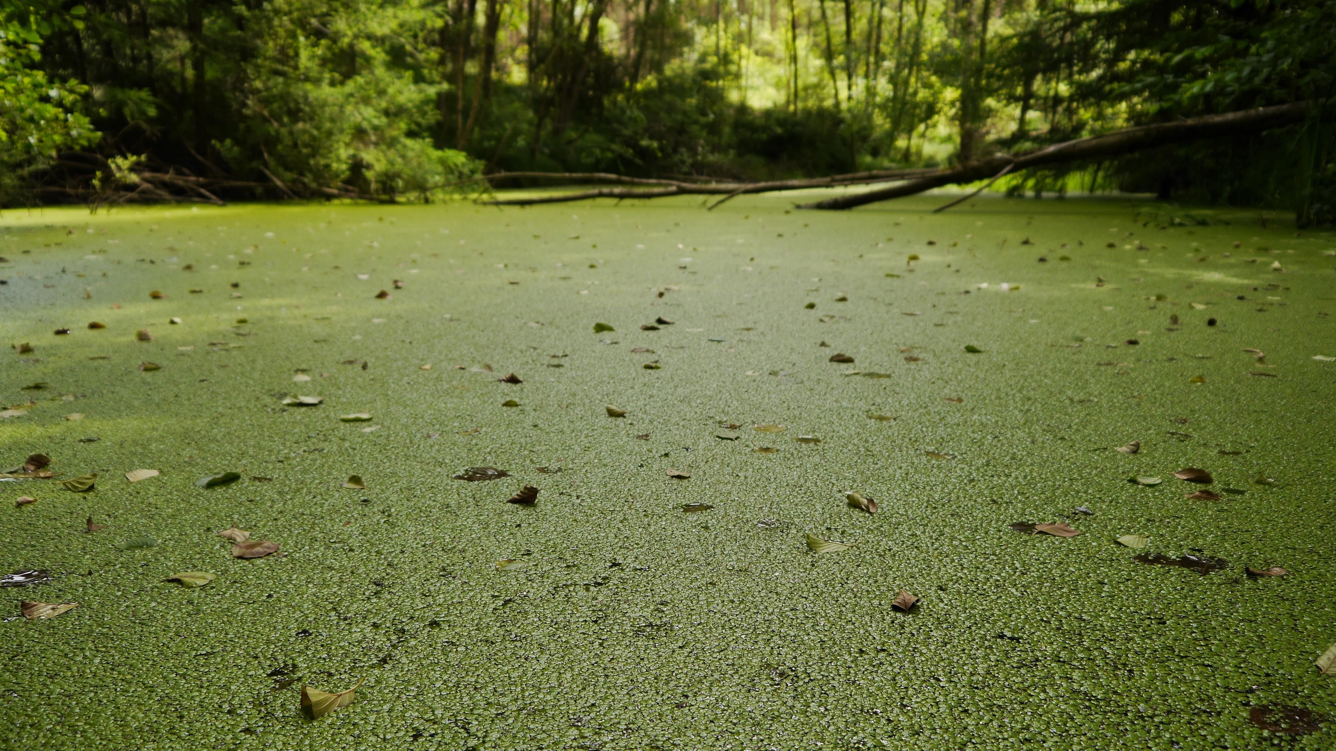 River Surface Covered in Duckweed · Free Stock Photo