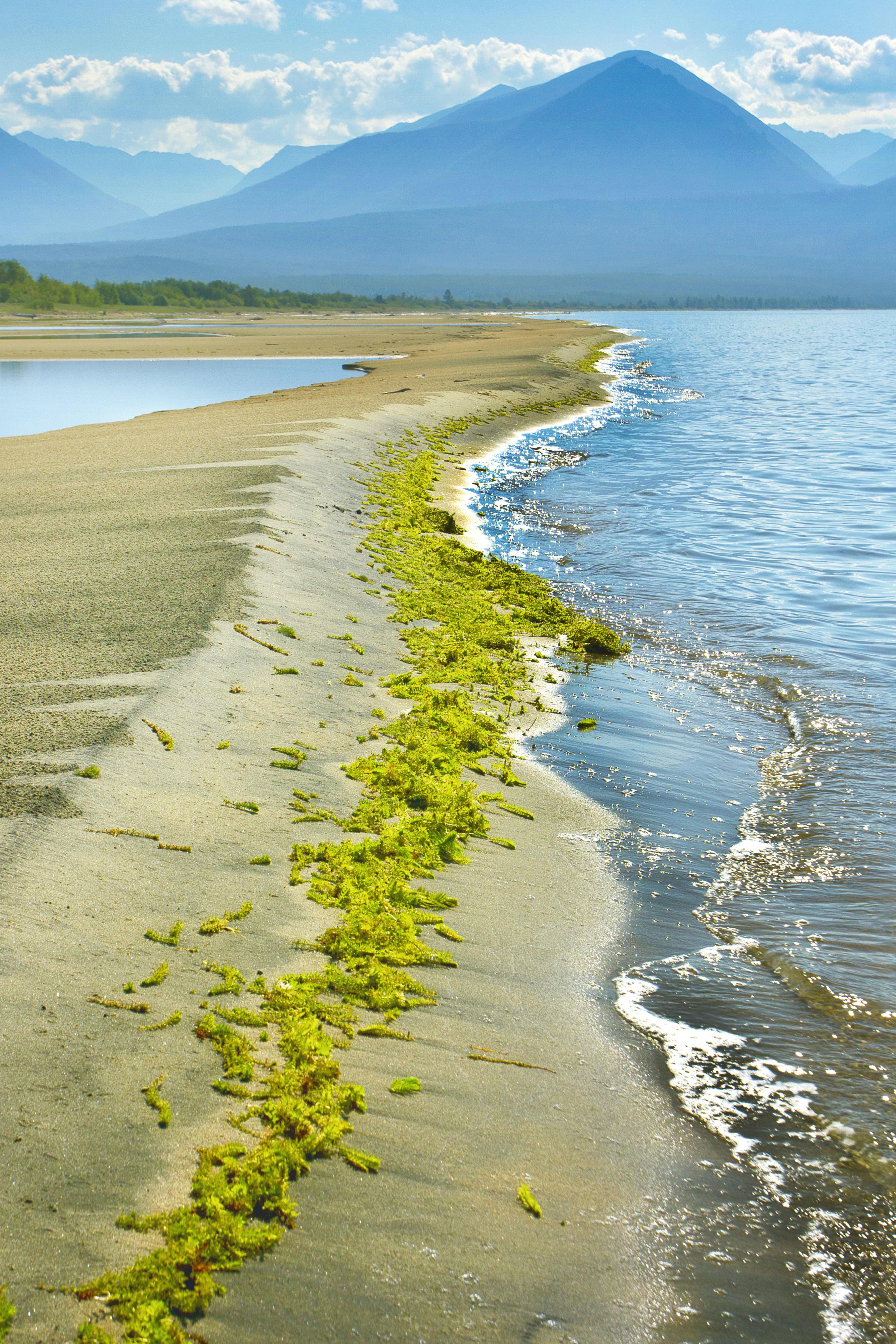Green Grass on the Beach Shore · Free Stock Photo