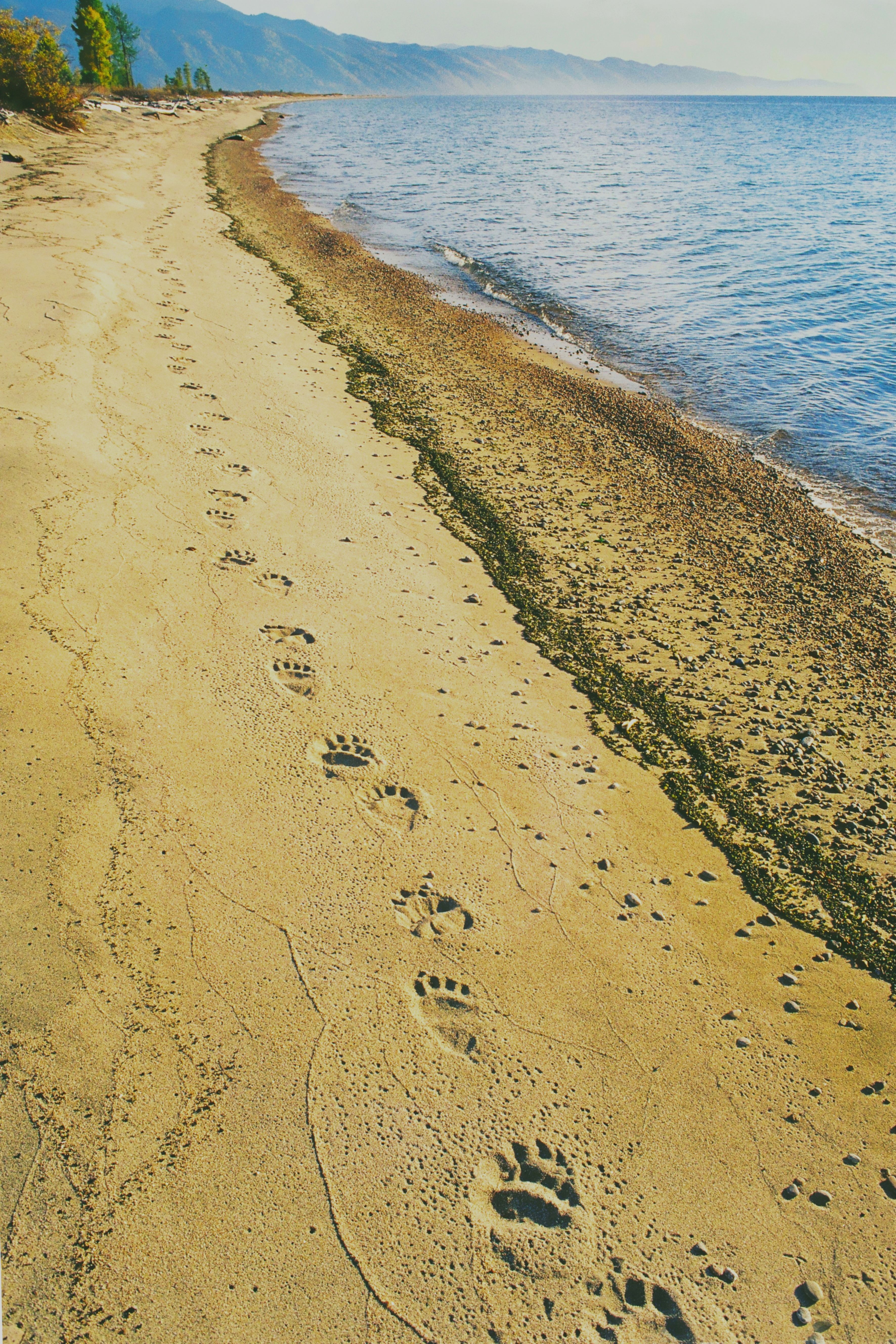 Footprint On A Sand Beach · Free Stock Photo