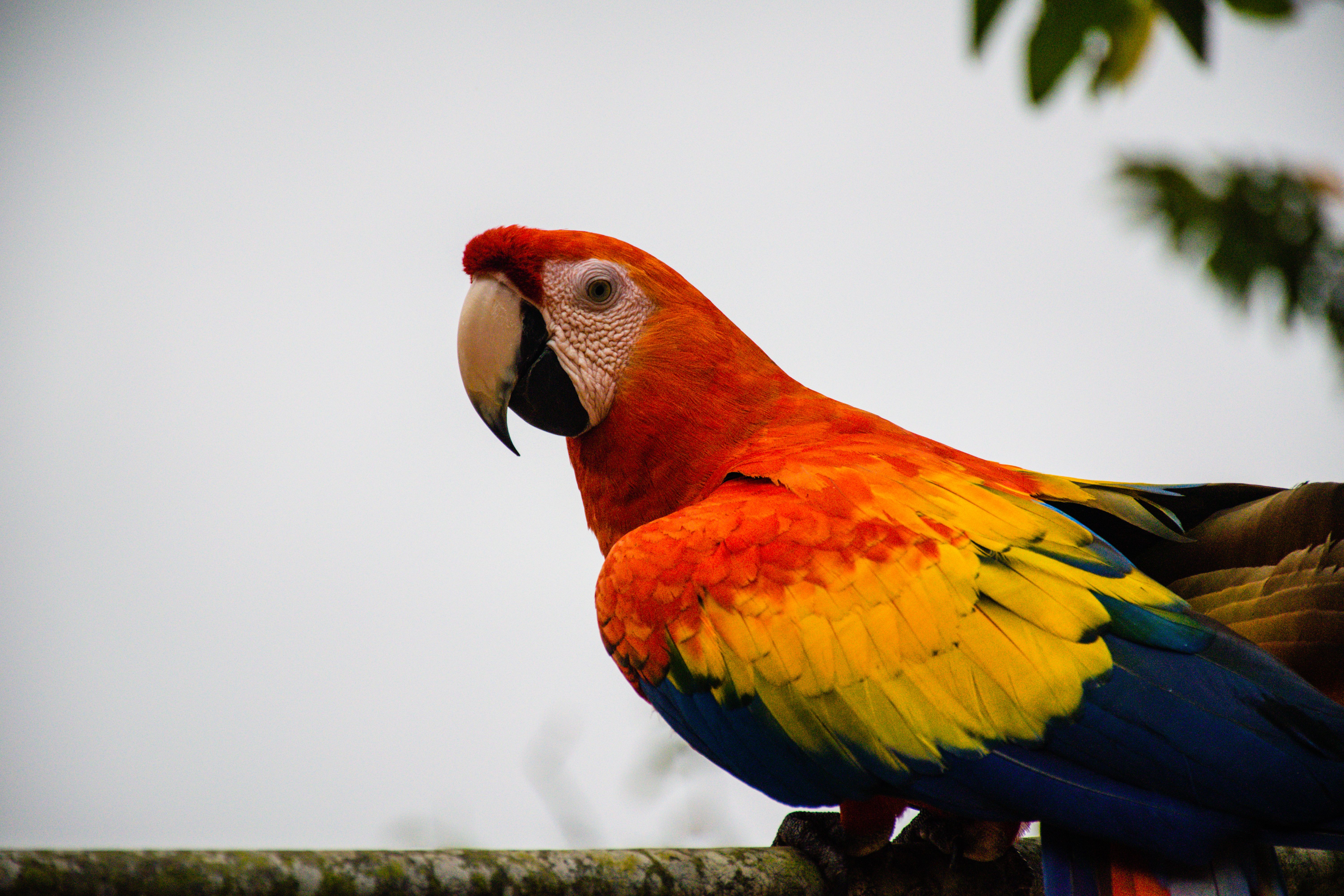 Photo of Perched Parakeet · Free Stock Photo