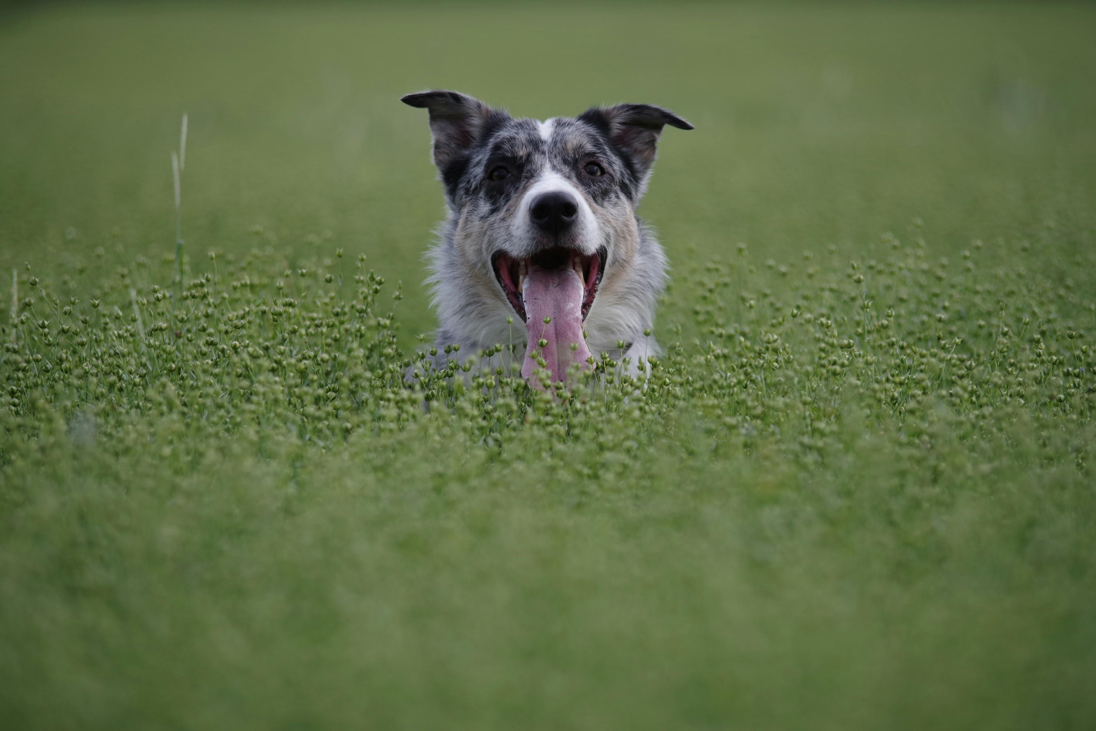 A Cute Dog Running on the Field · Free Stock Photo