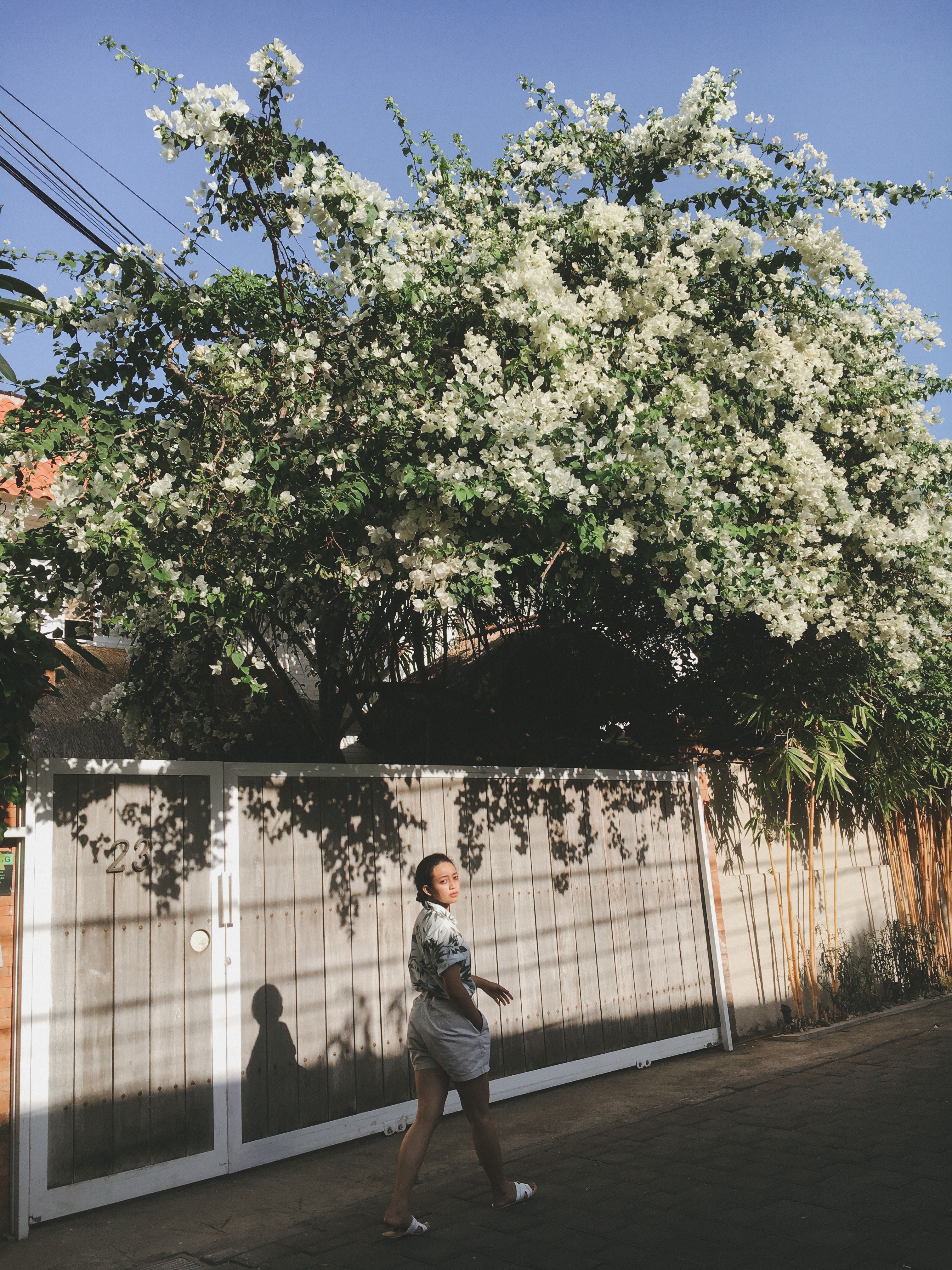 Bougainvillea Tree Photos, Download The BEST Free Bougainvillea Tree ...