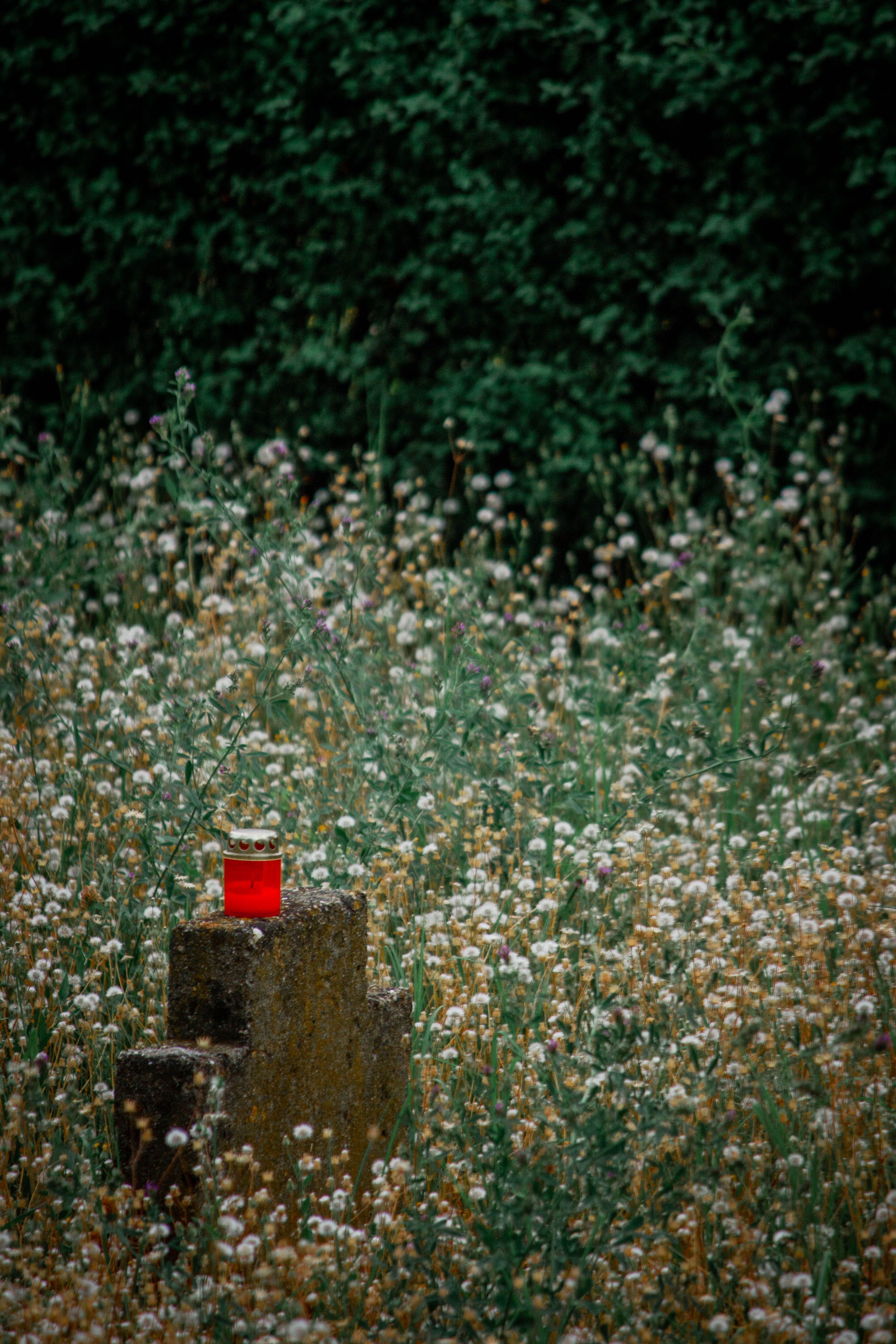 Flowers With Tomb Photos, Download The BEST Free Flowers With Tomb ...