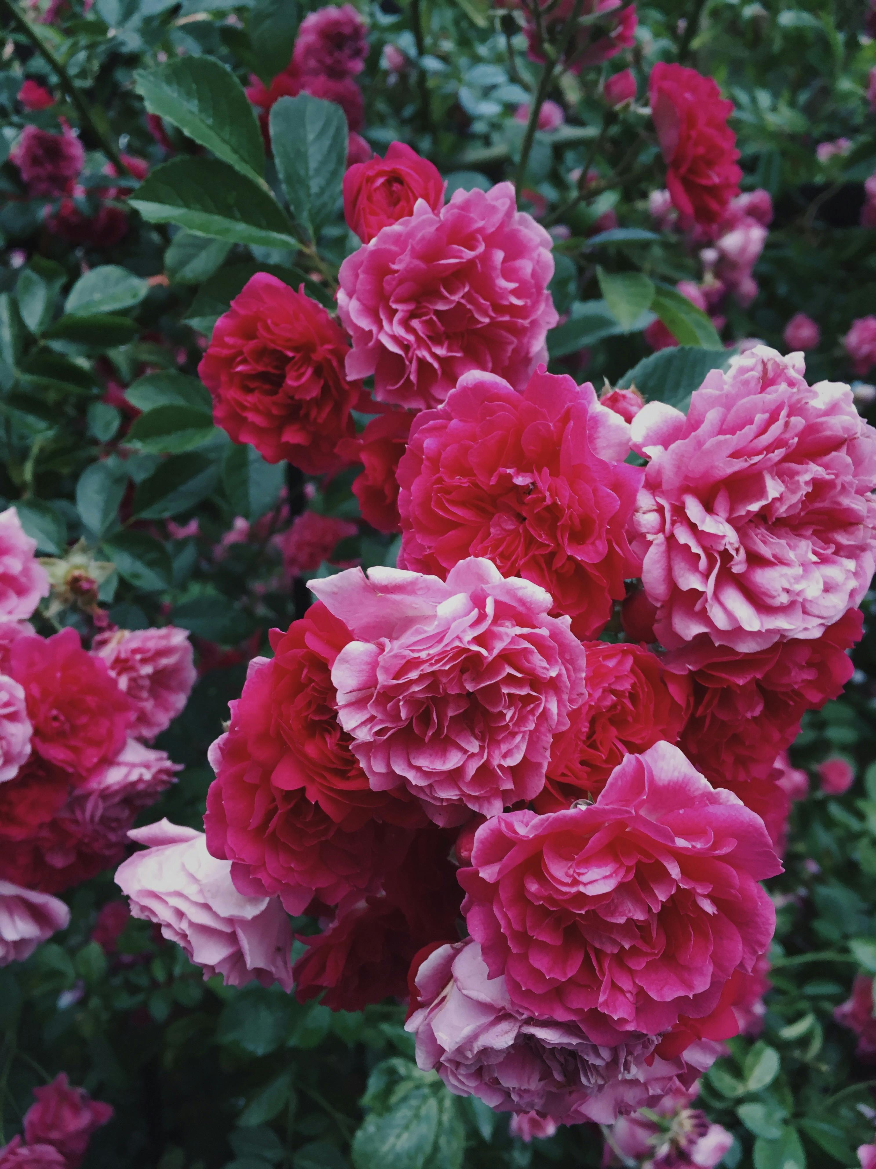 Elegant Roses in Bloom · Free Stock Photo