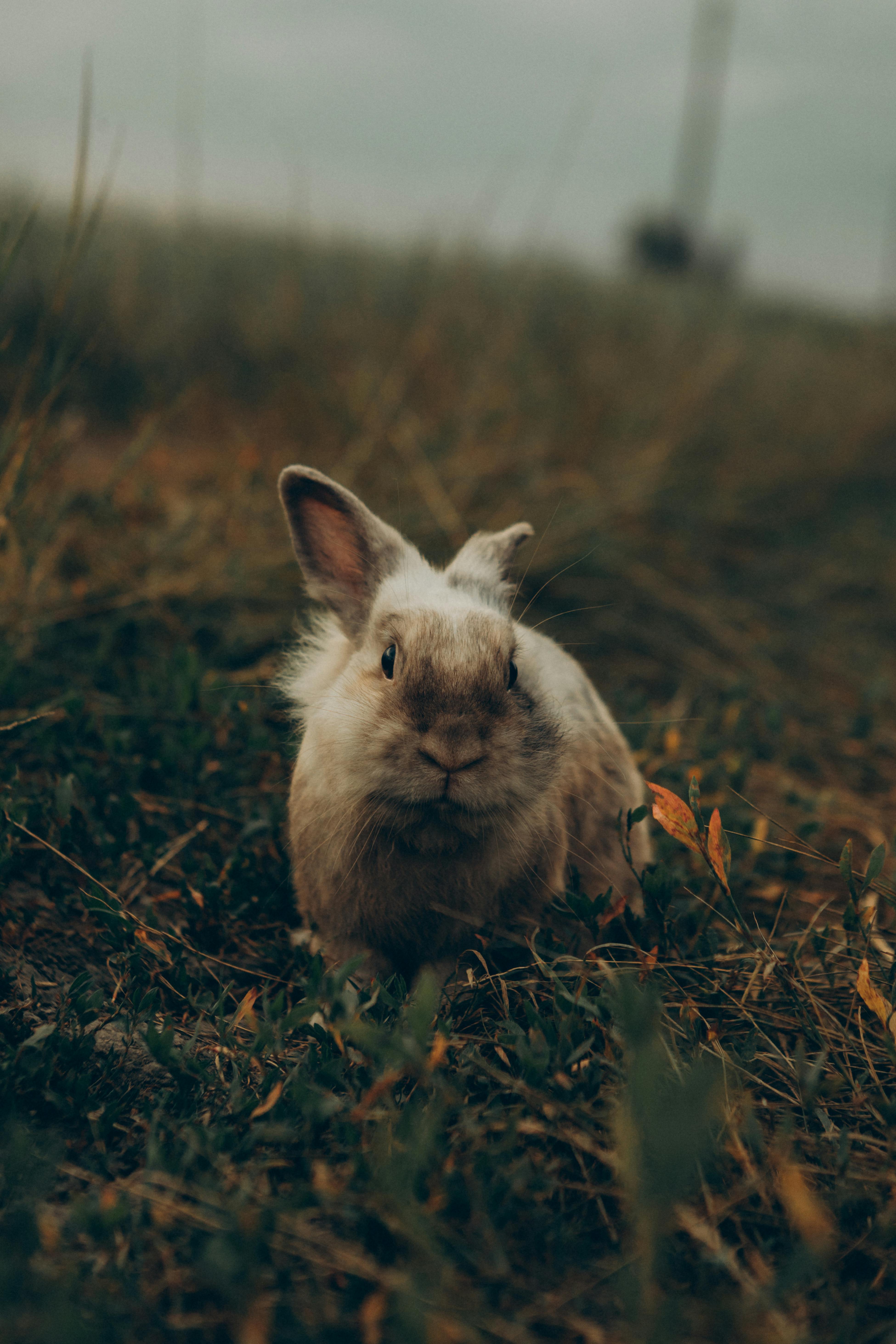 Brown Rabbit on Brown Grass Field · Free Stock Photo