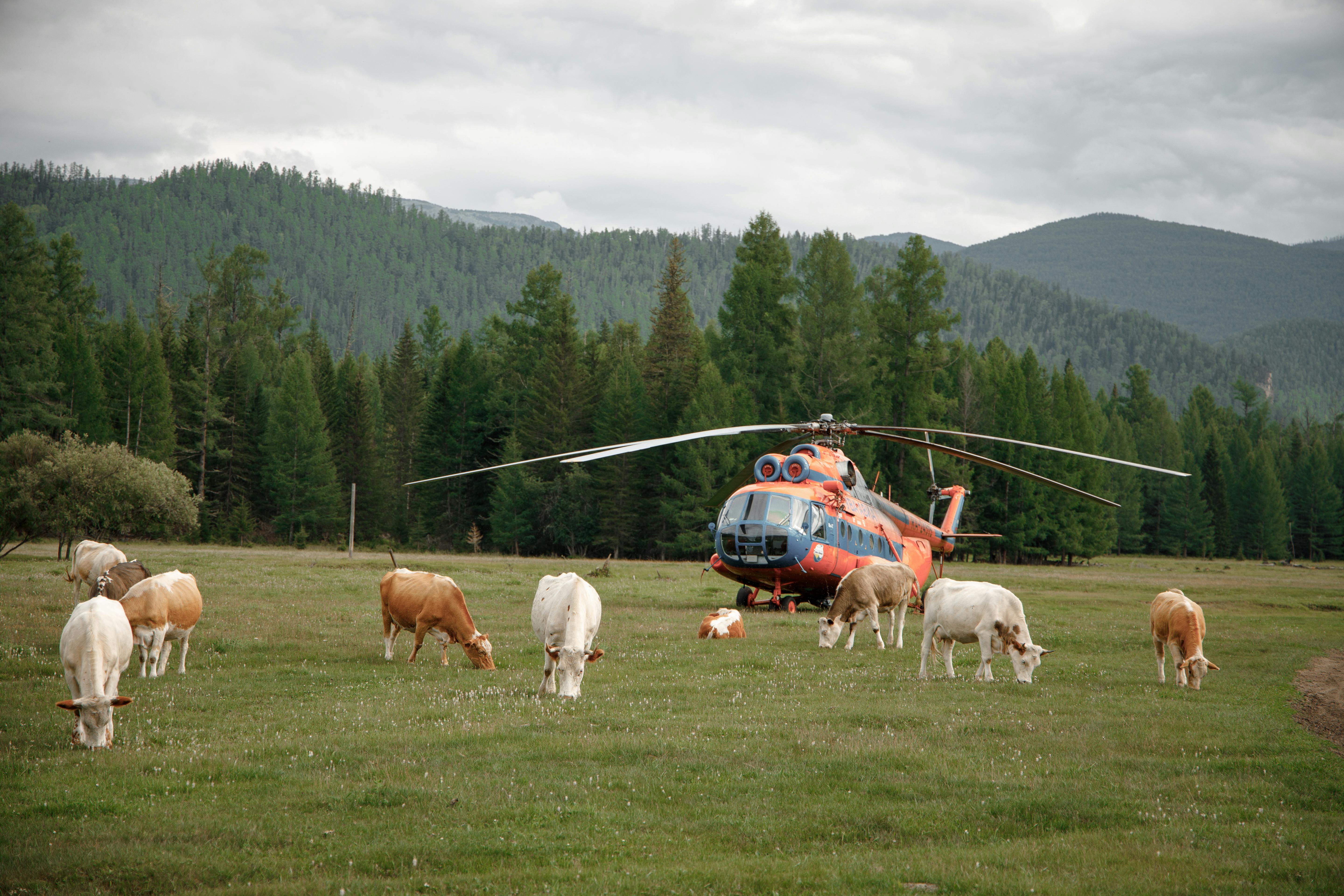 Cow Helicopter Photos, Download The BEST Free Cow Helicopter Stock ...