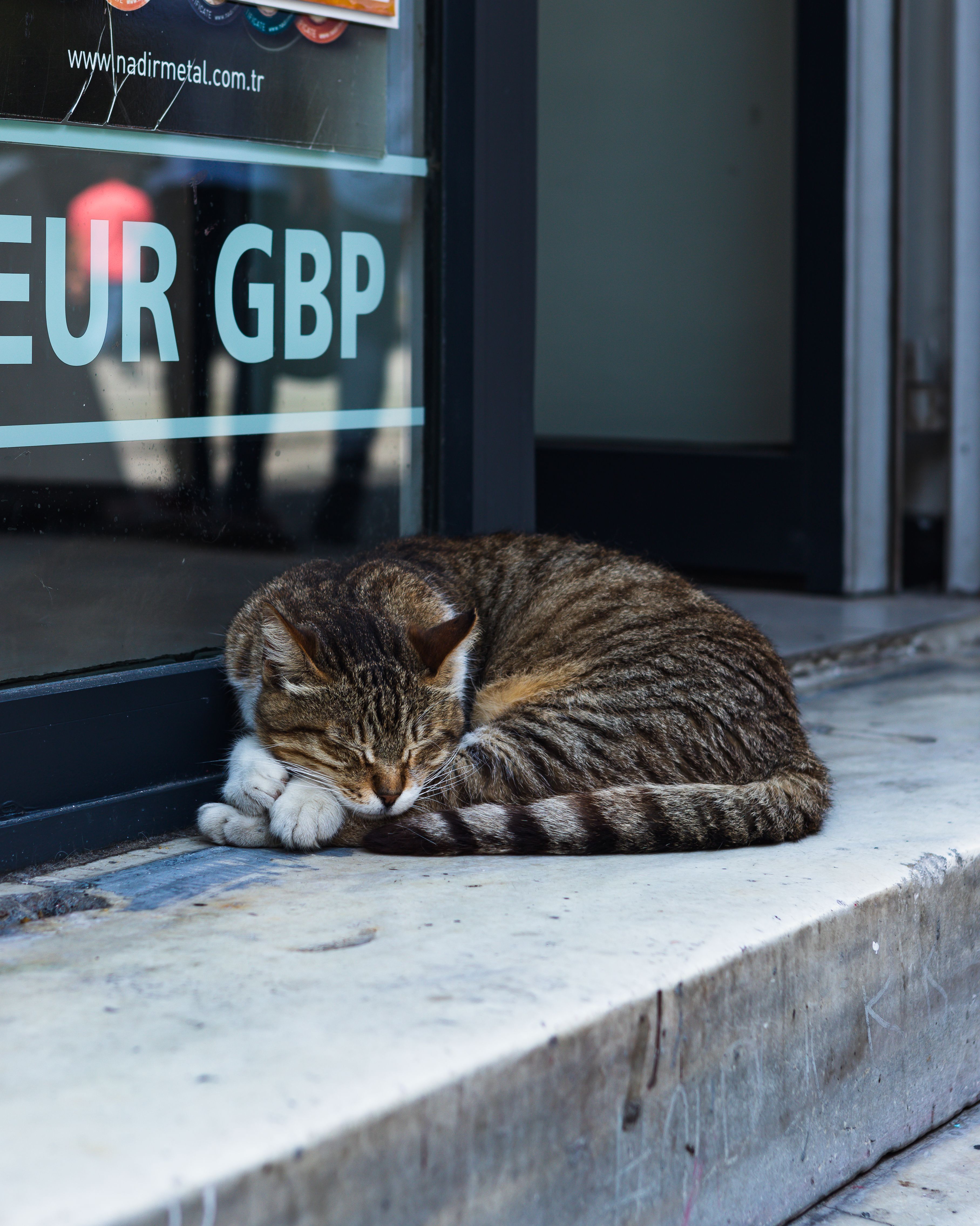 Animal Pound Photos, Download The BEST Free Animal Pound Stock Photos ...