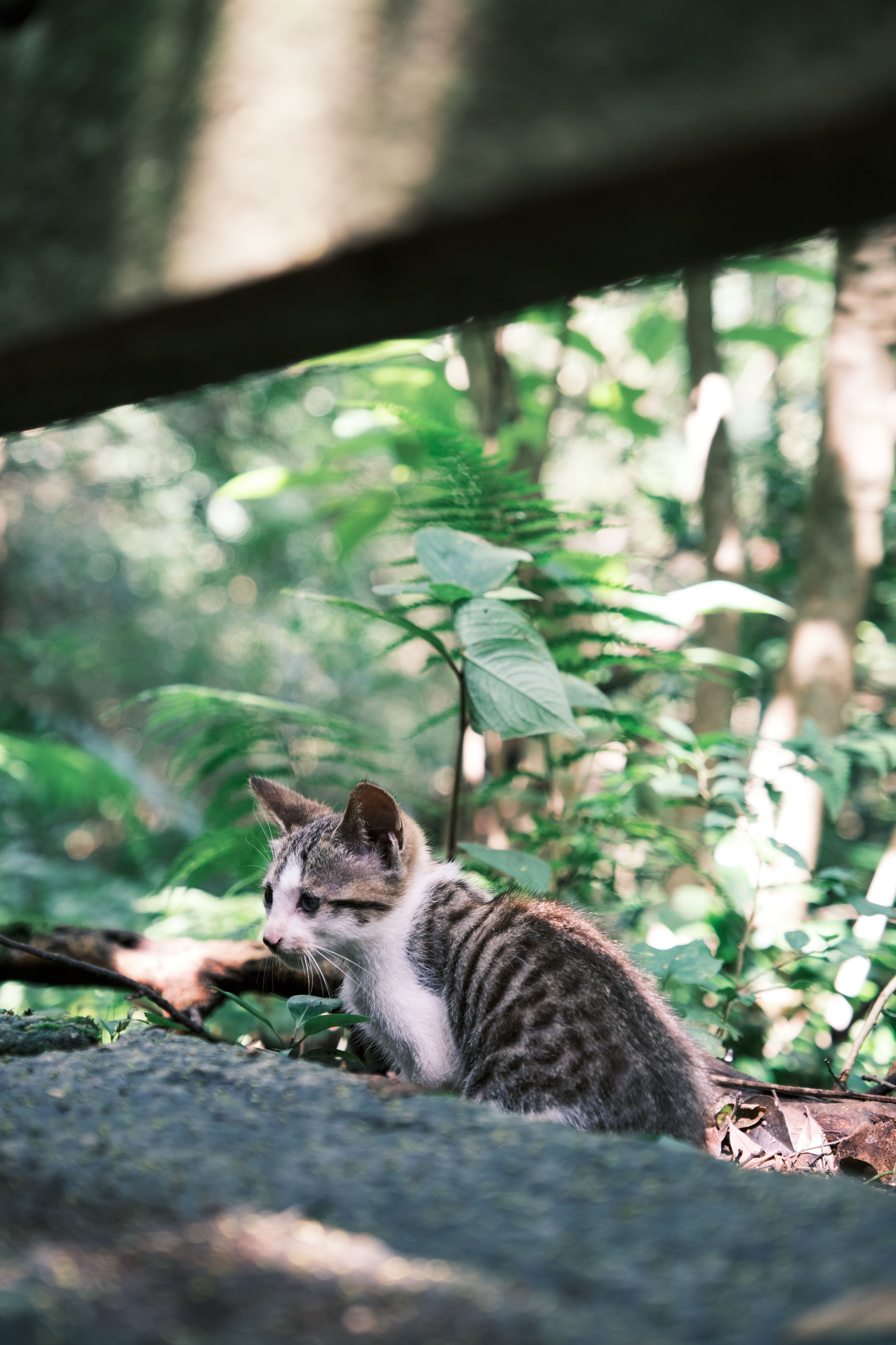 A Stray Cat in the Forest · Free Stock Photo
