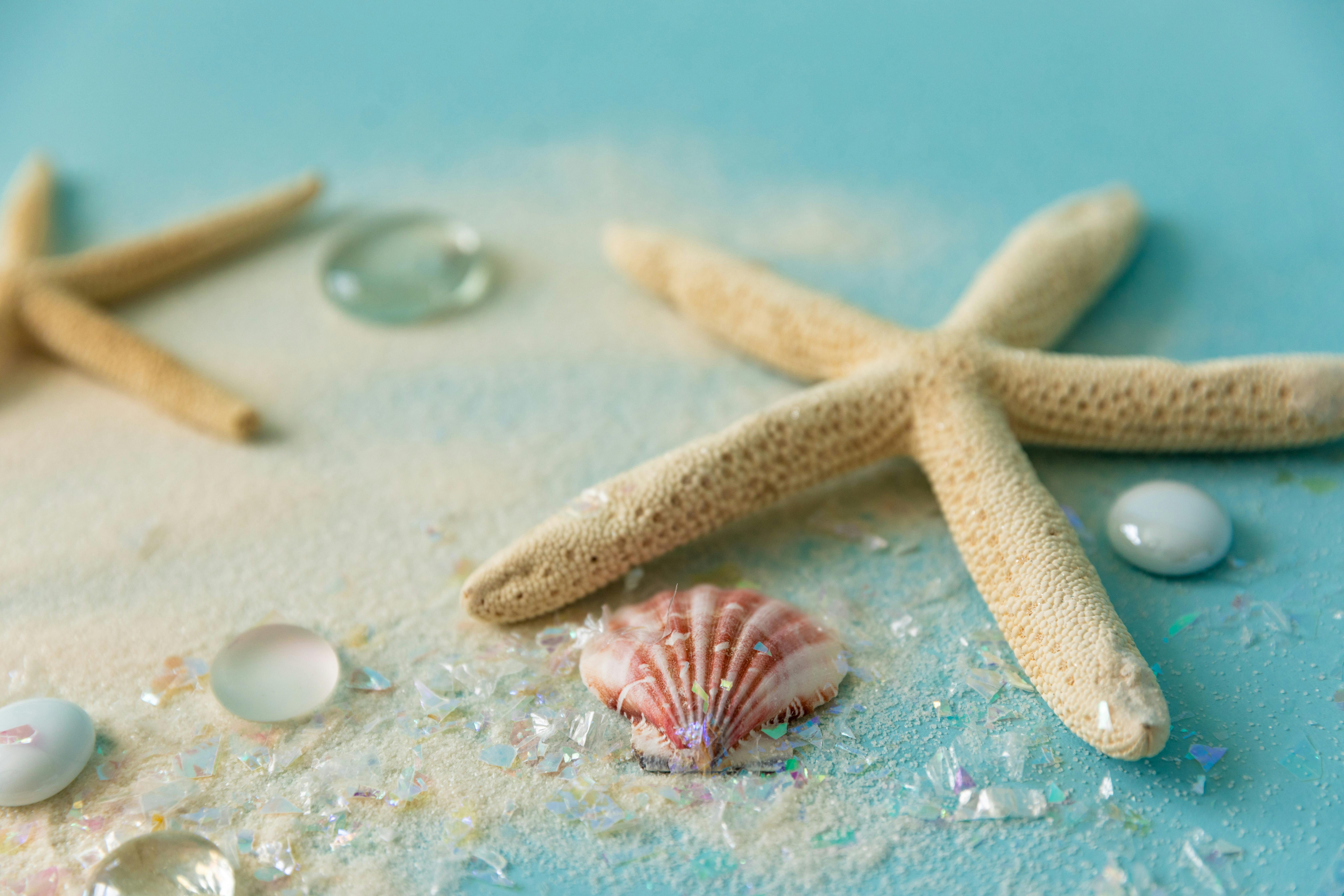 Brown Starfish on Beach Shore · Free Stock Photo
