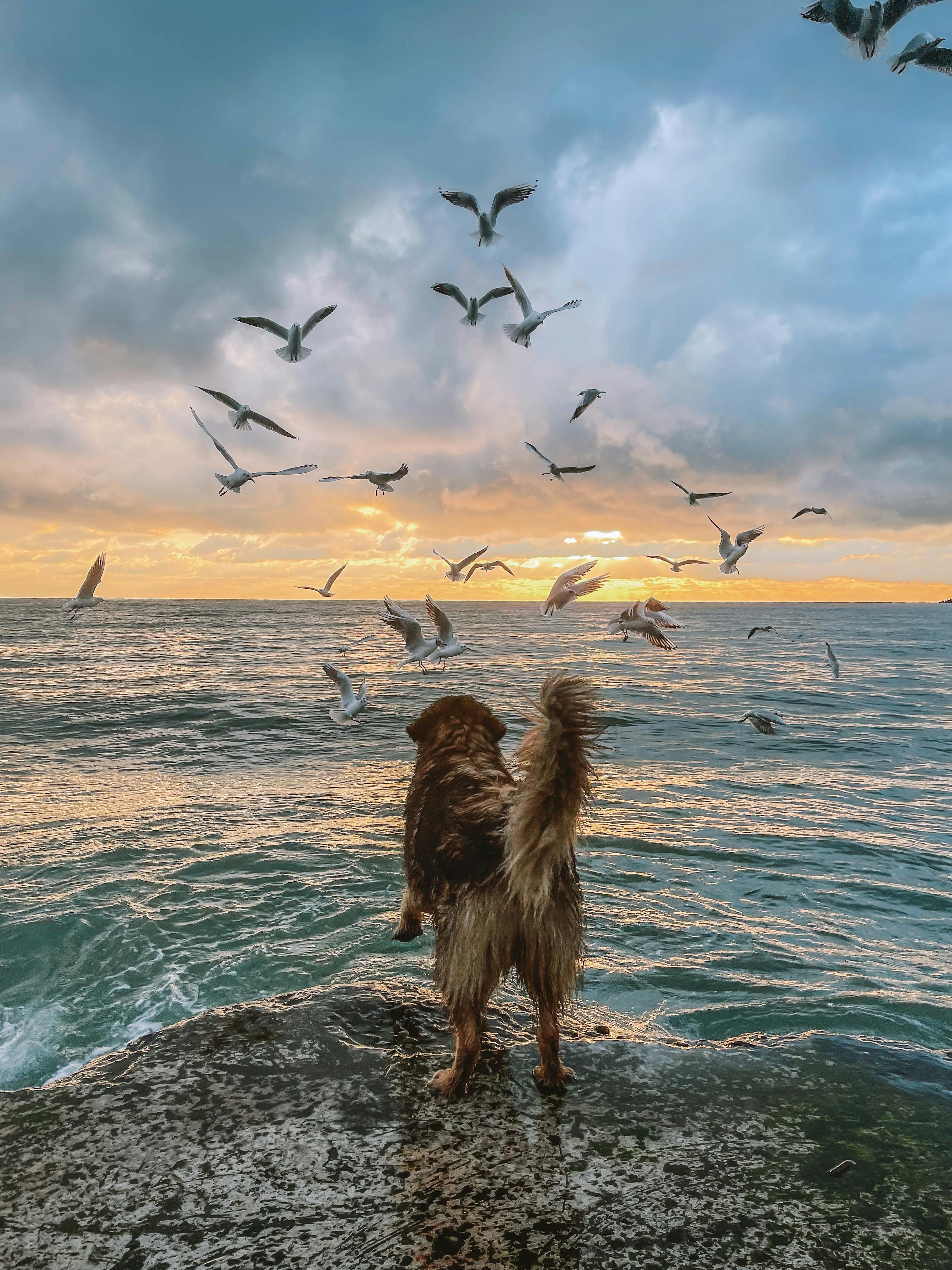 Brown Dog on the Seashore · Free Stock Photo