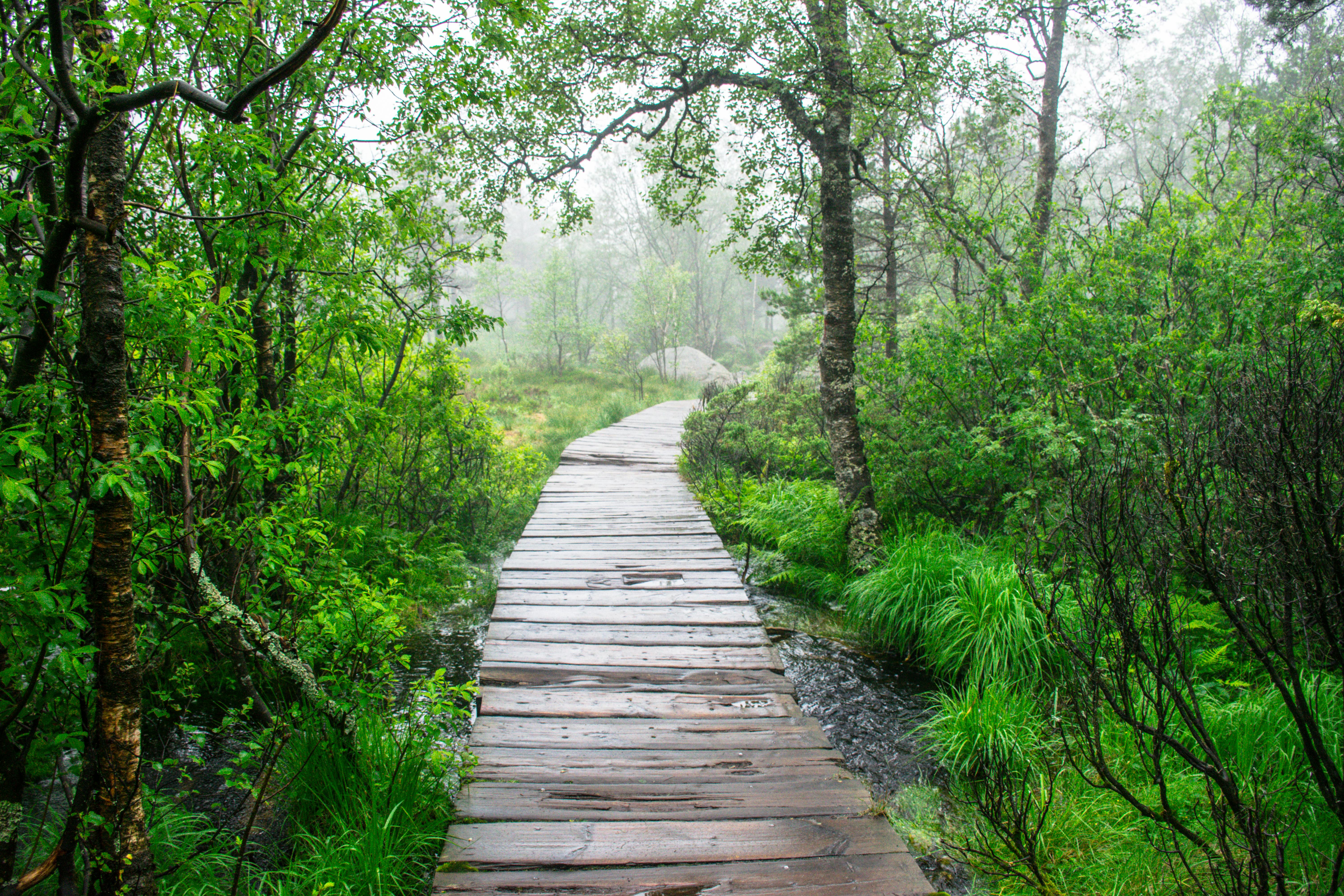 Brown Wooden Pathway in Between Green Trees · Free Stock Photo