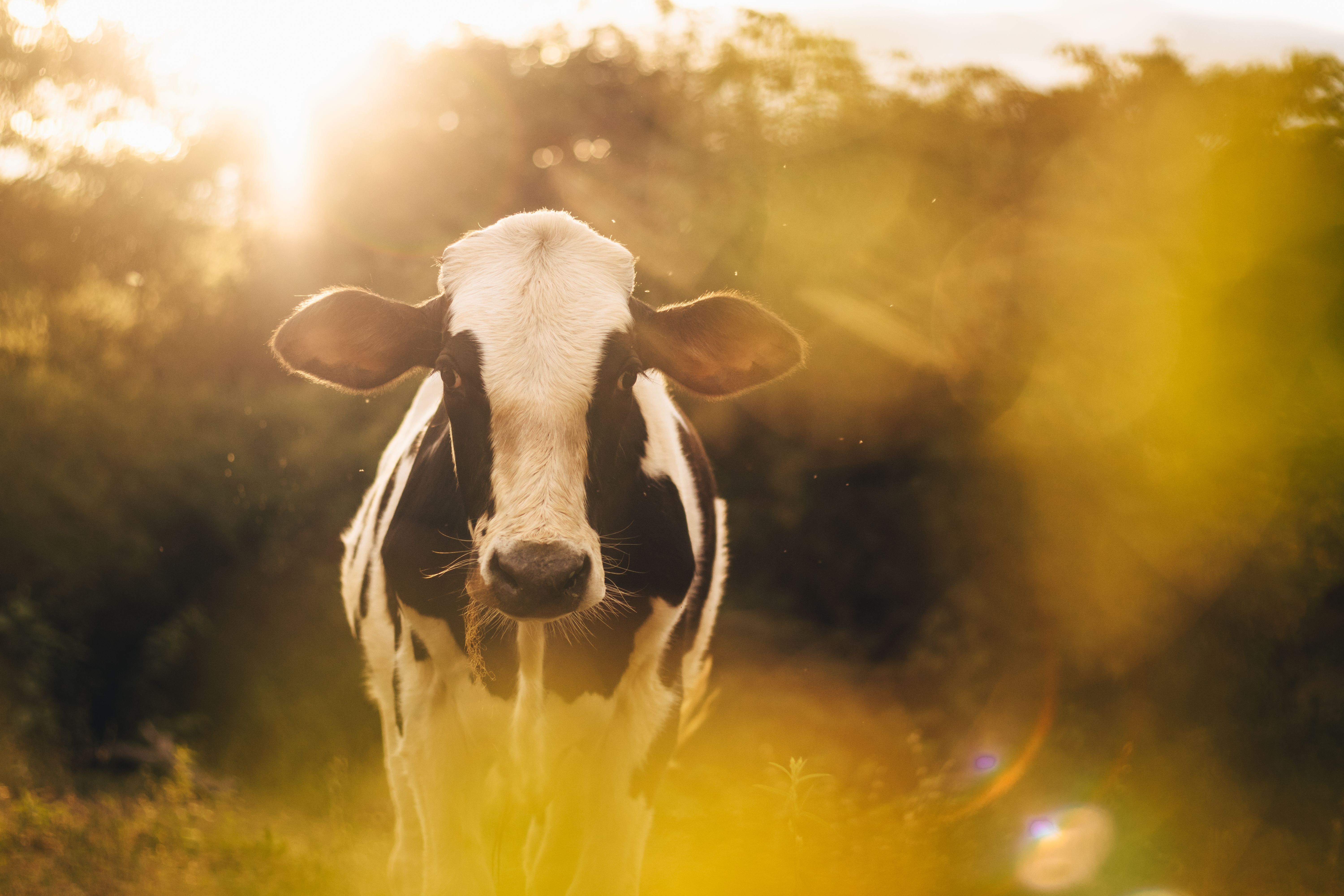 Brazil Gerilando Dairy Cow Photos, Download The BEST Free Brazil ...
