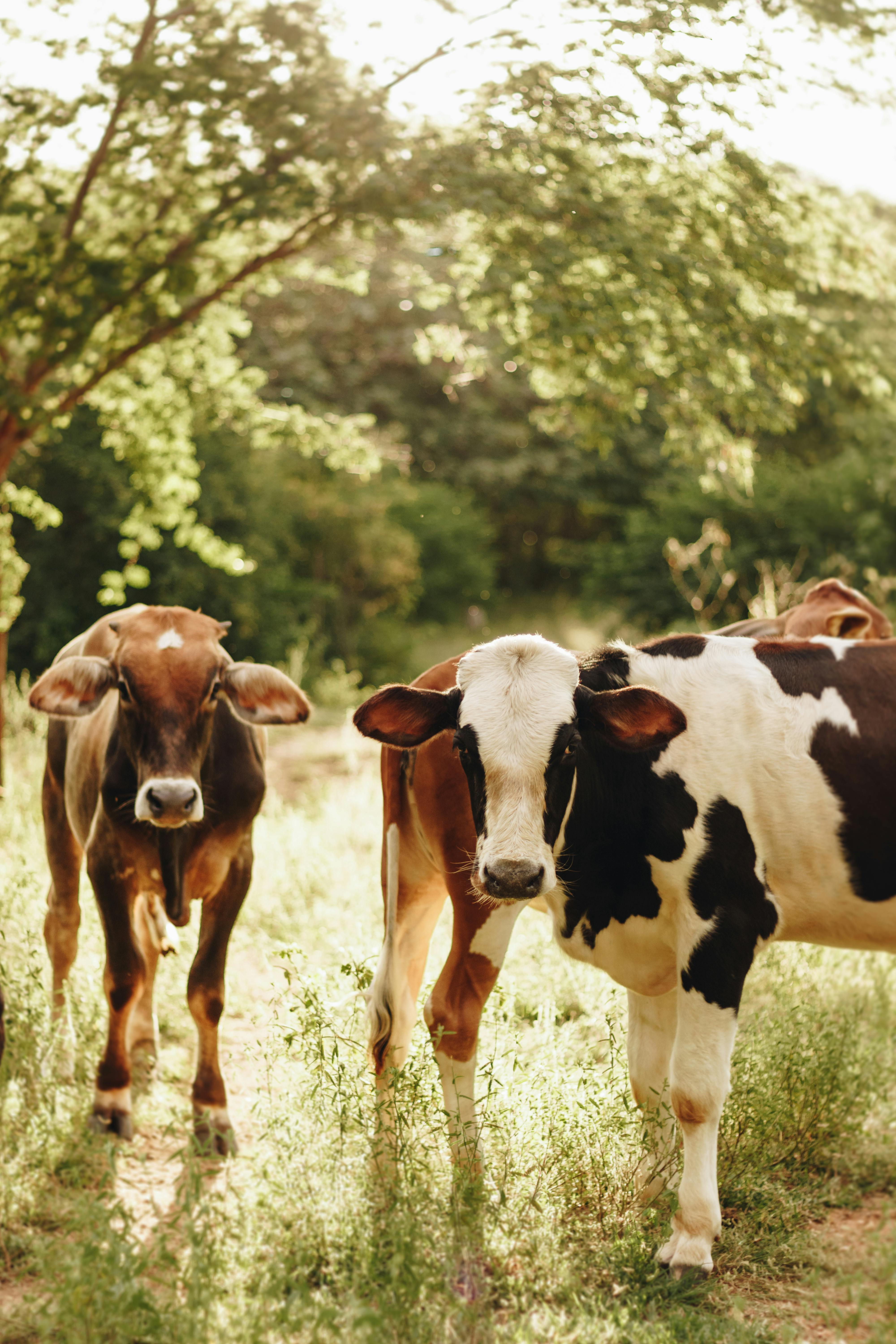 Selective Focus of Cow Photo · Free Stock Photo