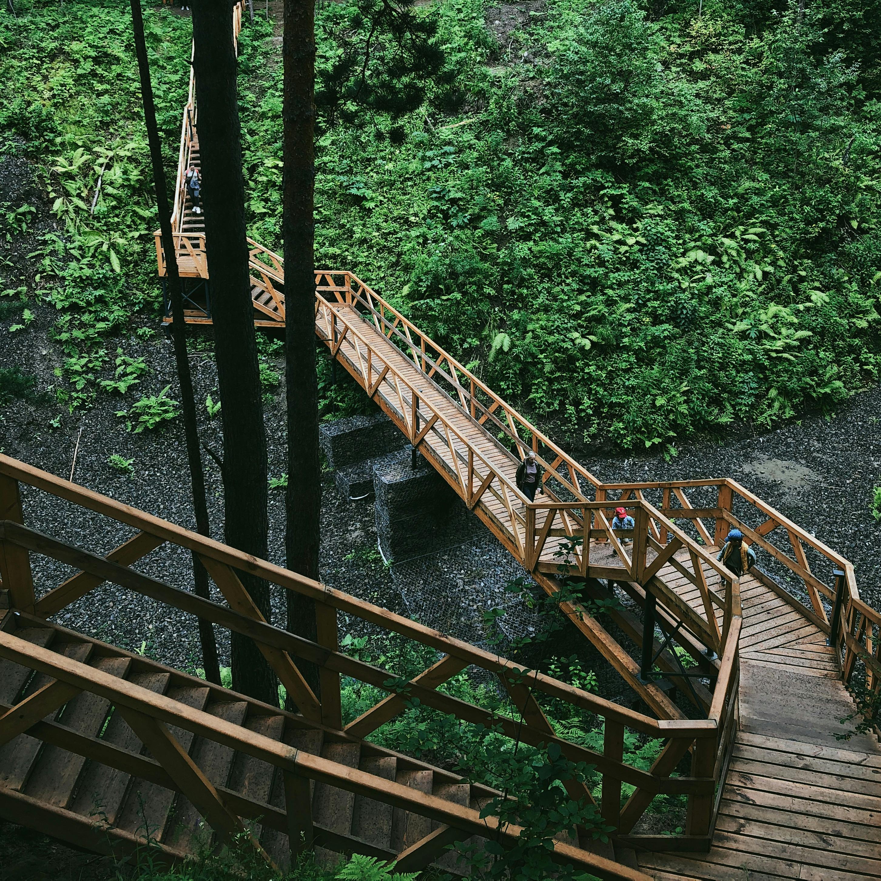 View of a Forest Footbridge · Free Stock Photo