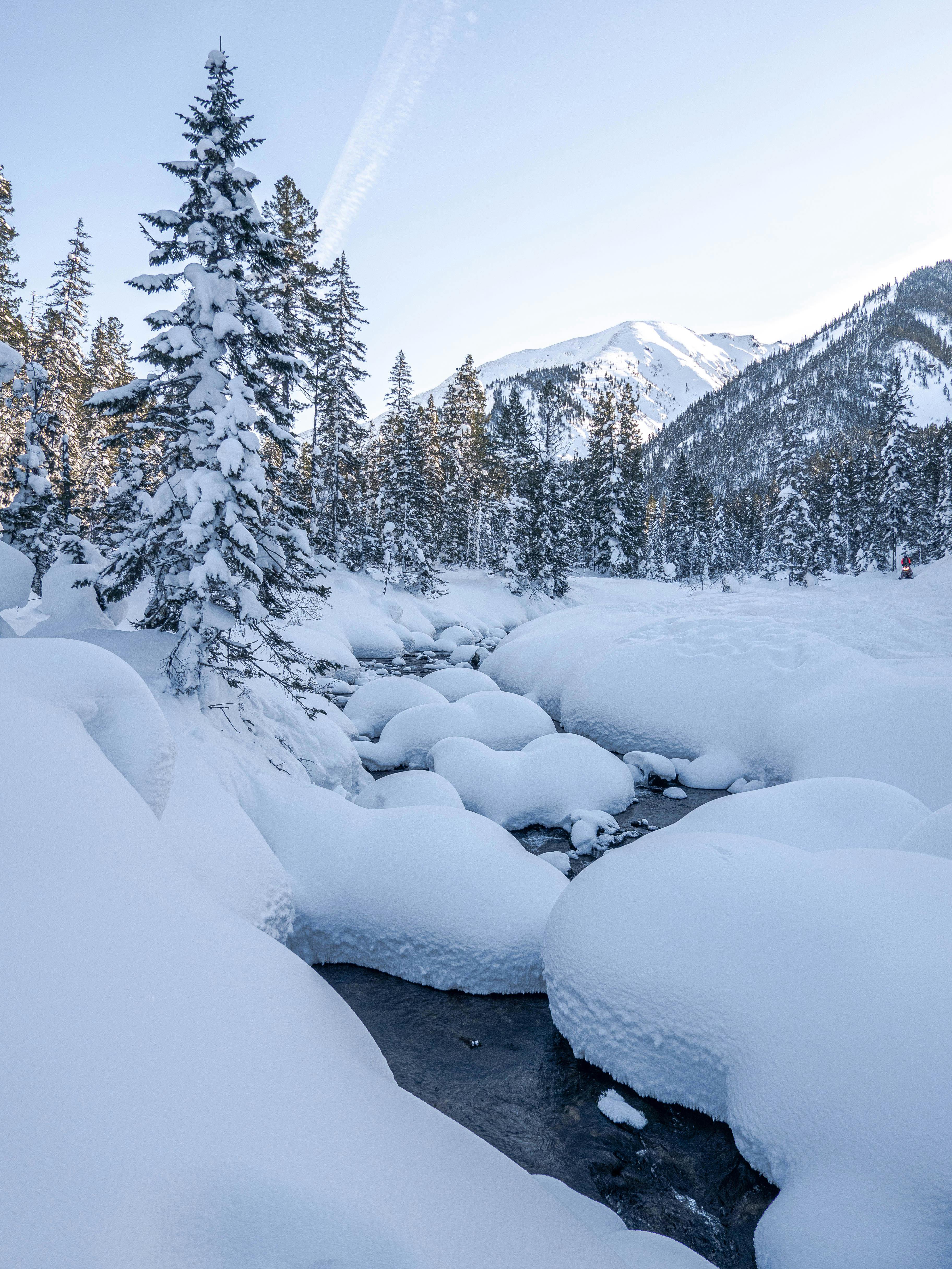 Photo gratuite de arbres, couvert de neige, espace extérieur, froid ...
