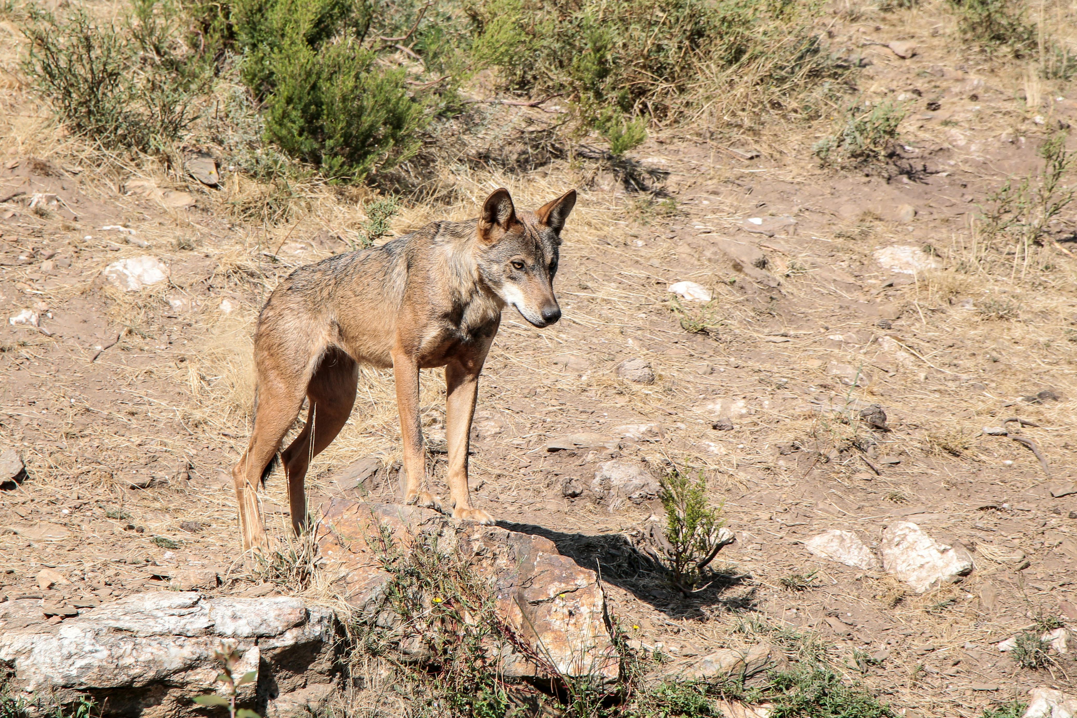 Wolf Standing on the Rocky Grassland · Free Stock Photo