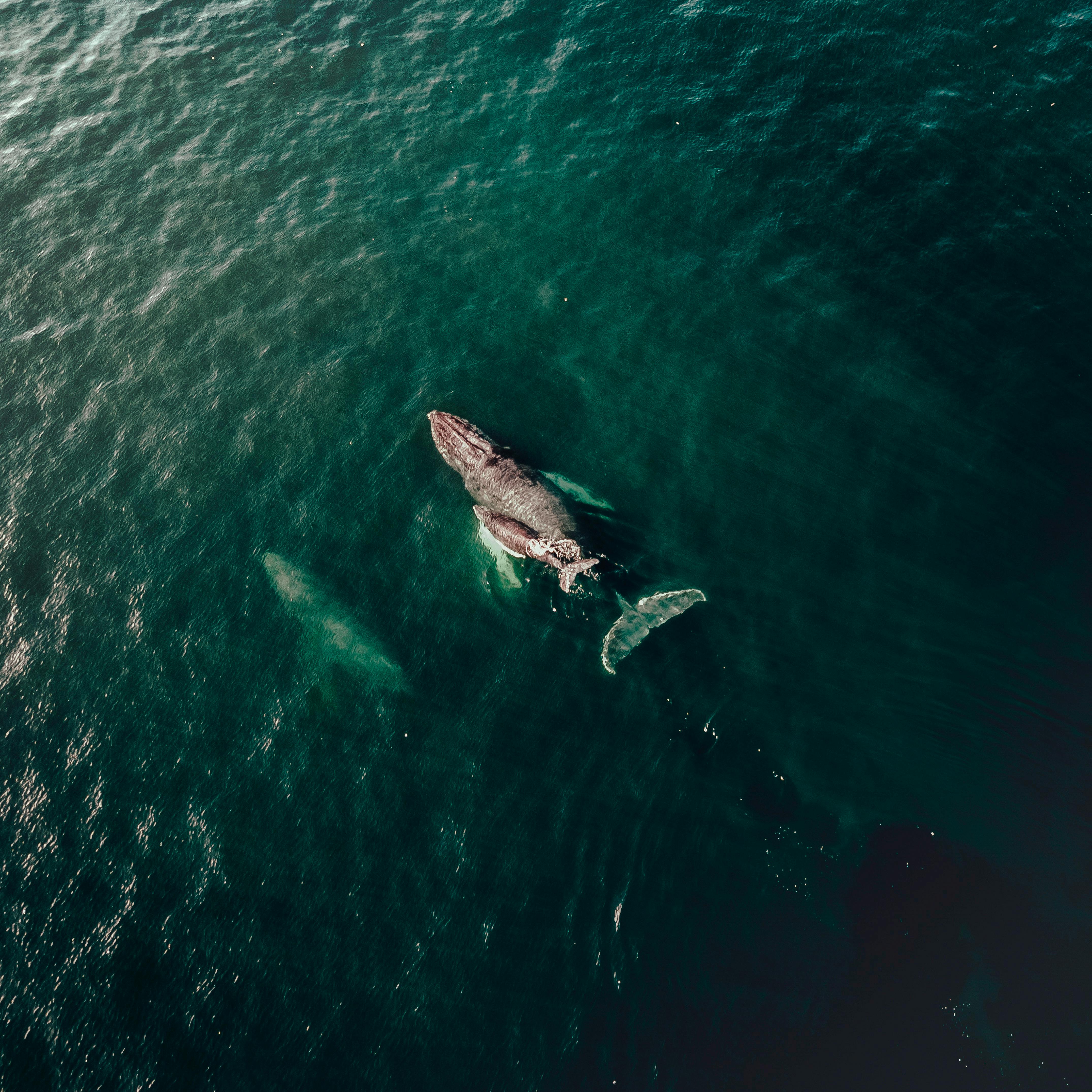 200+ Best Whales Photos · 100% Free Download · Pexels Stock Photos