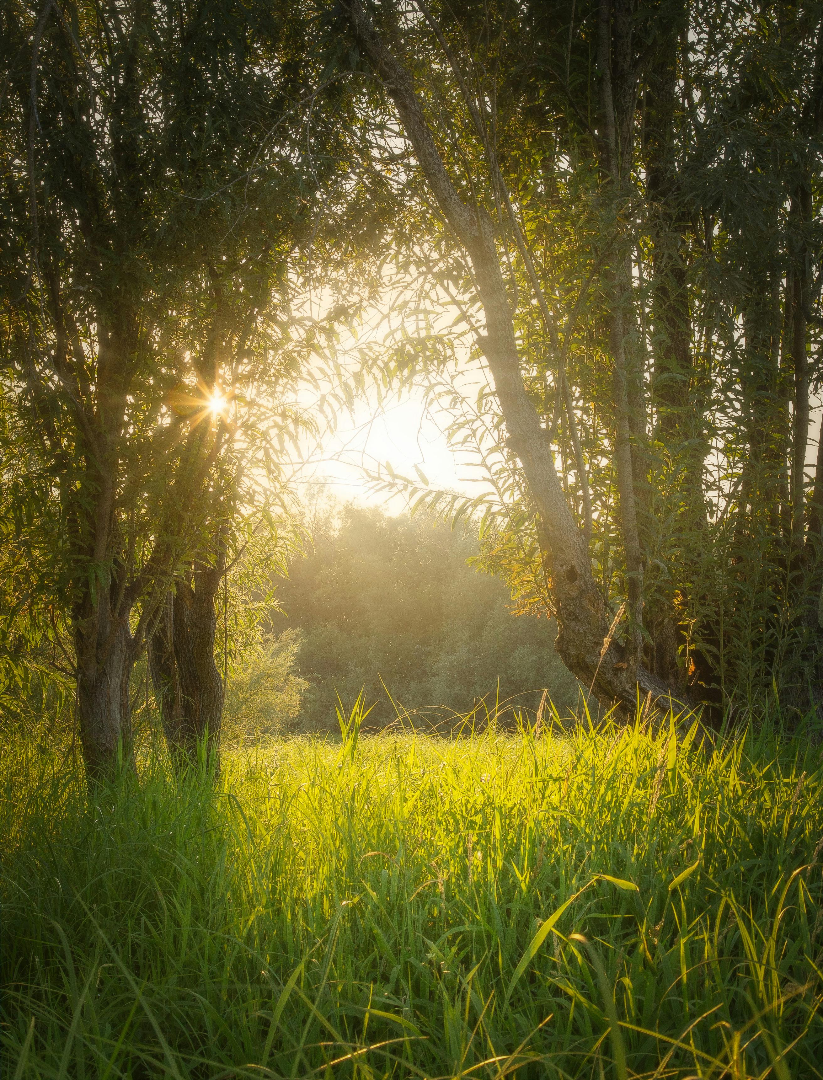 Photo of Tree on Grass Field · Free Stock Photo
