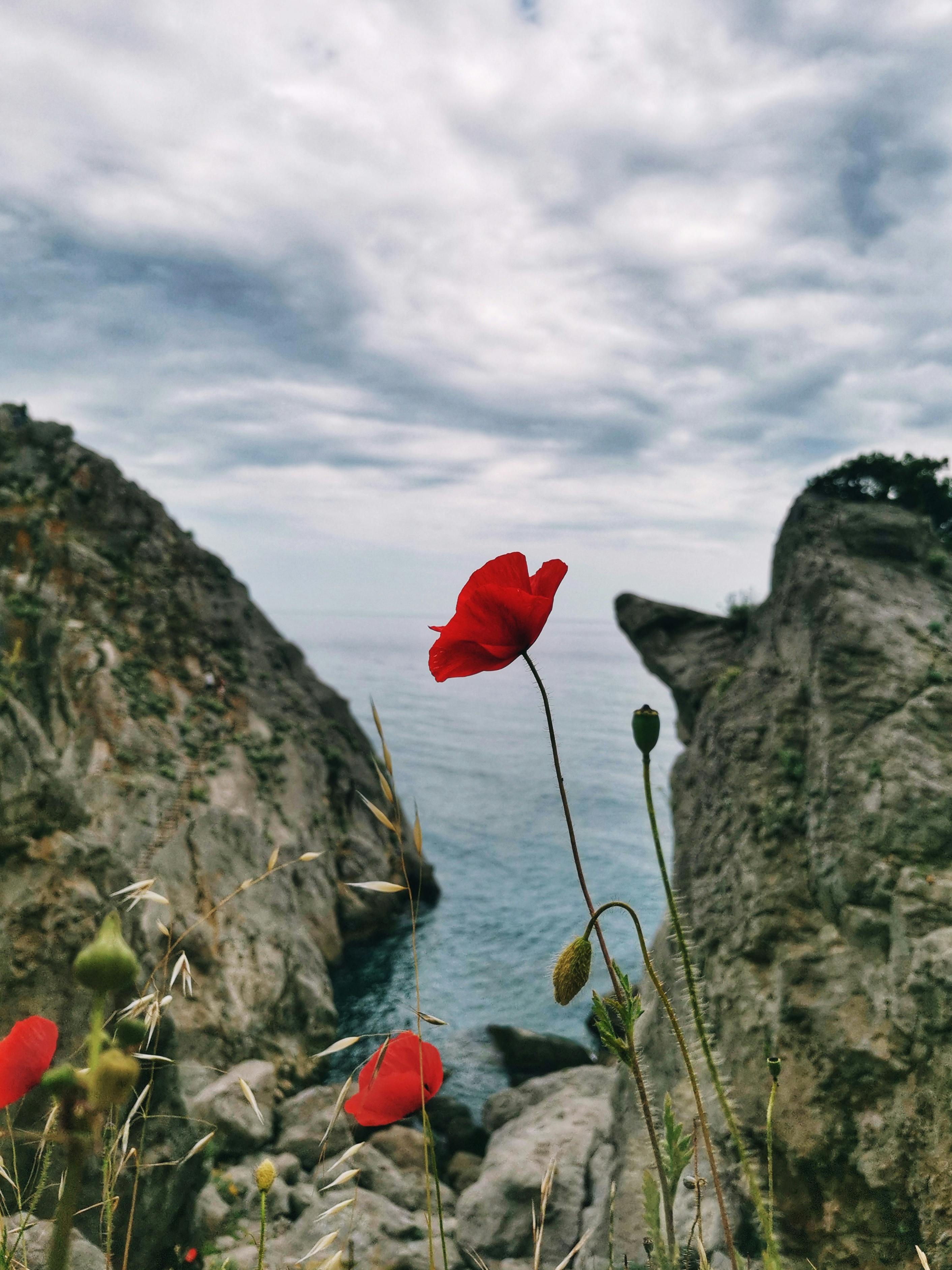 Red Flower on Rocky Mountain · Free Stock Photo
