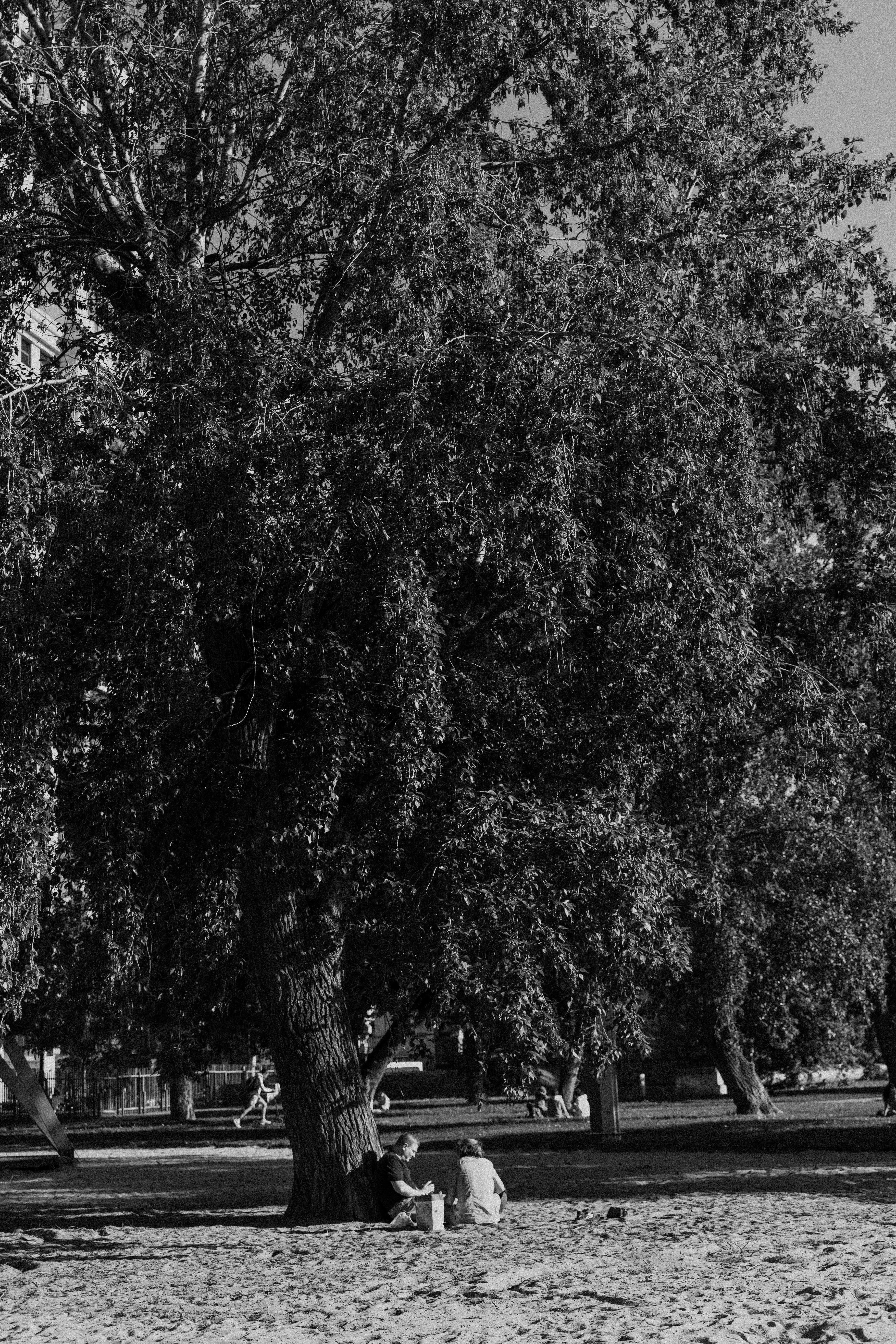 Grayscale Photo of Trees in the Forest · Free Stock Photo