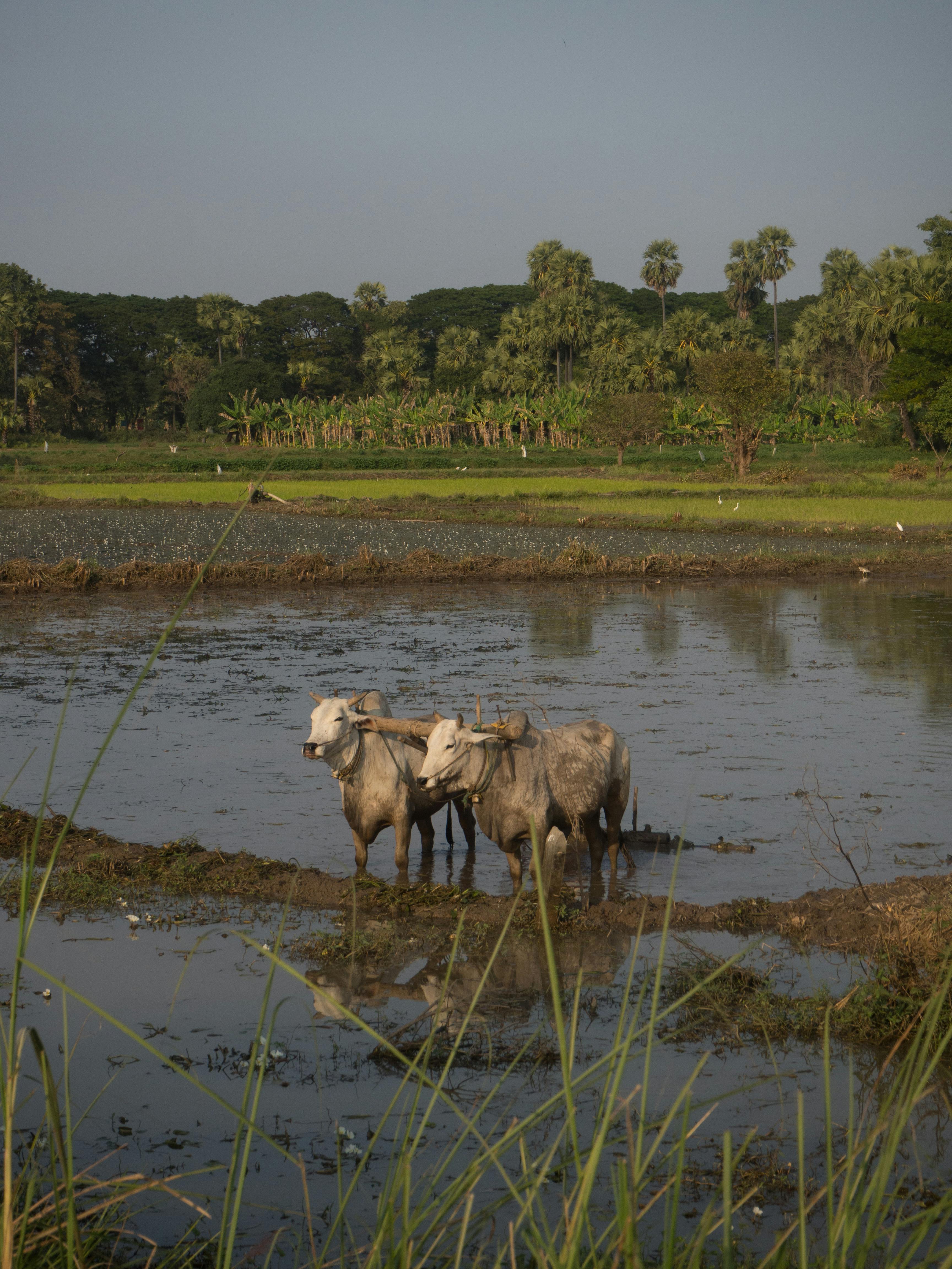 Grayscale Photo of Animal · Free Stock Photo
