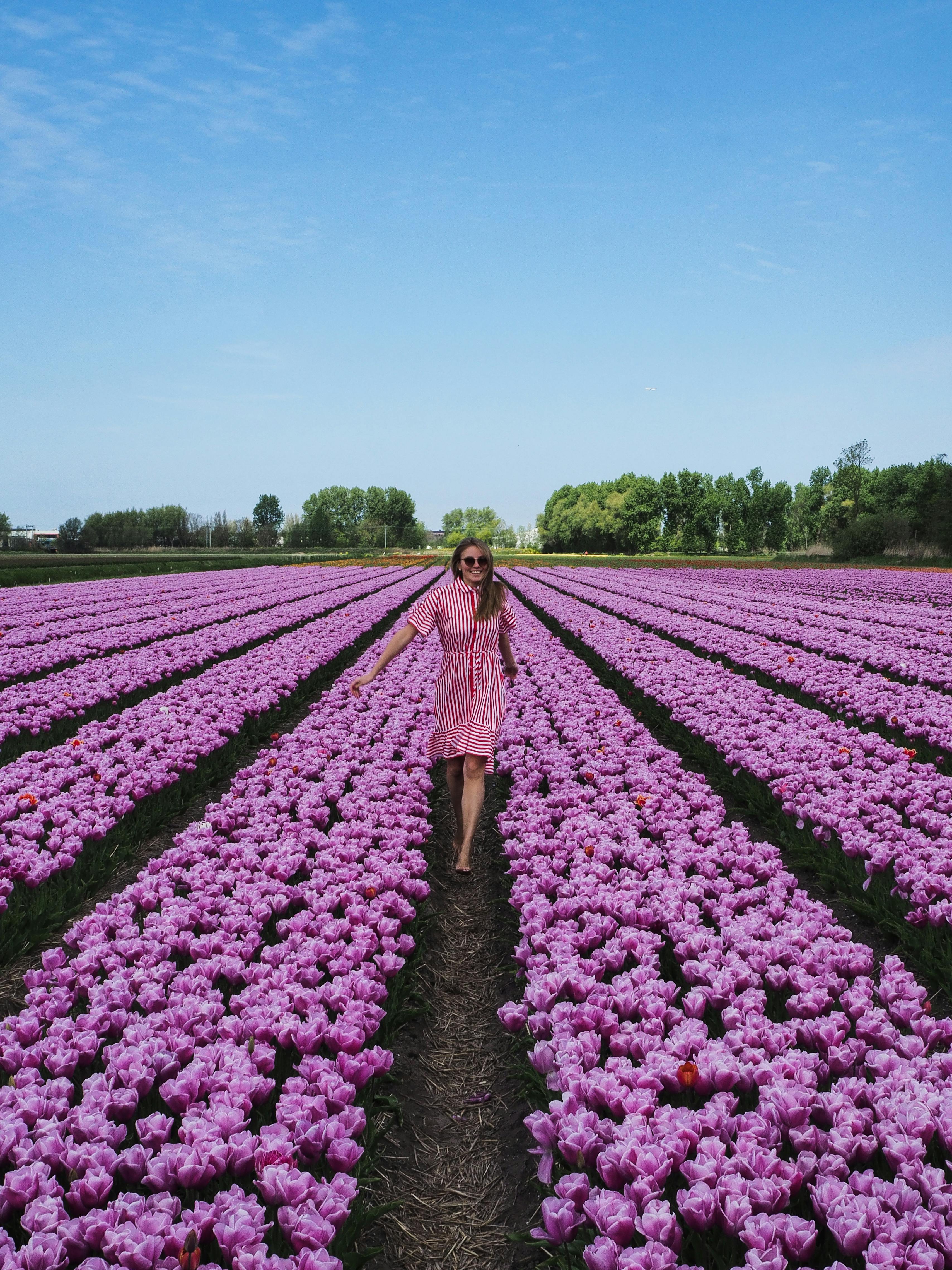 Row Of Flowers Photos, Download The BEST Free Row Of Flowers Stock ...