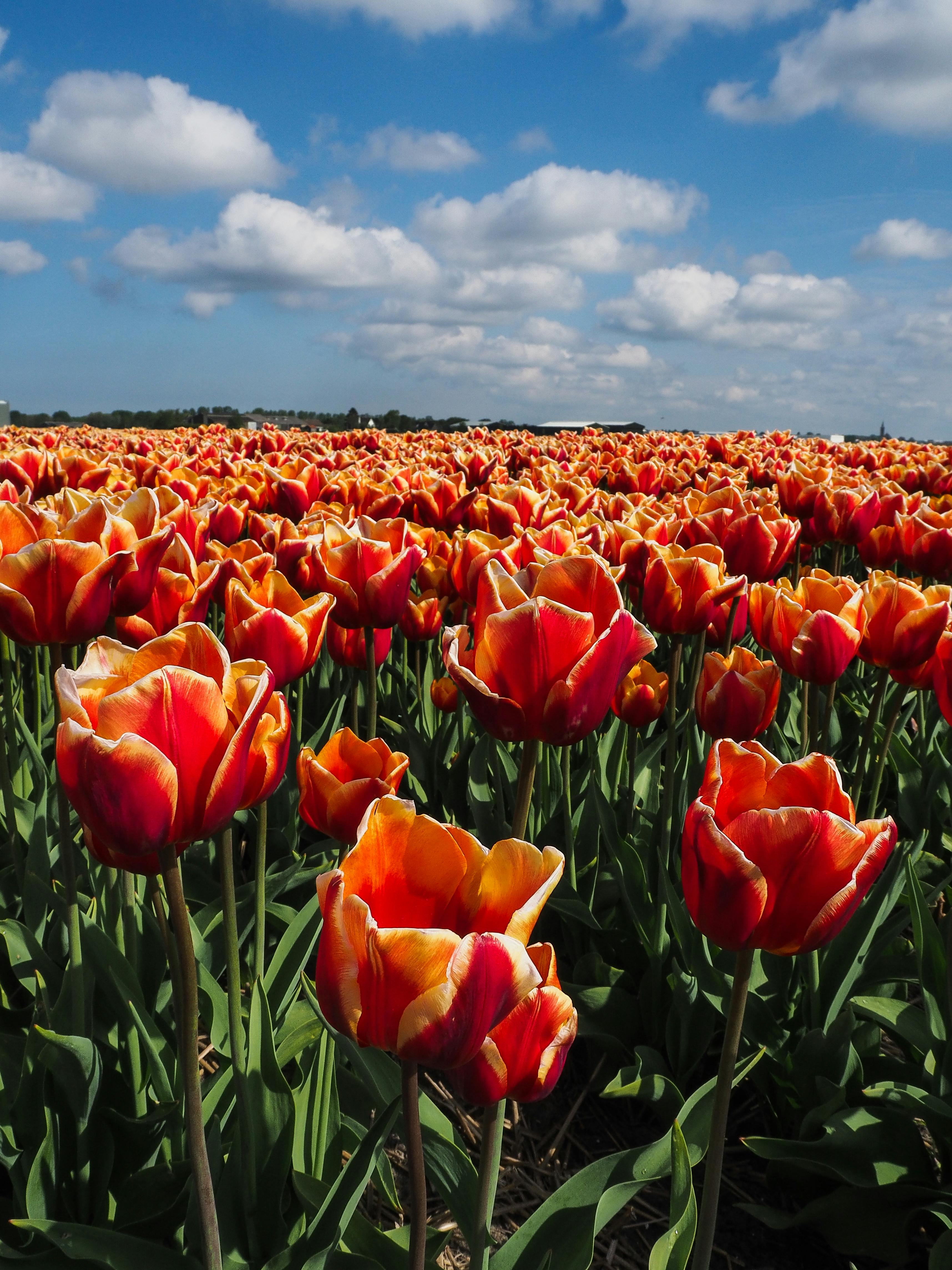 A Field of Tulips · Free Stock Photo