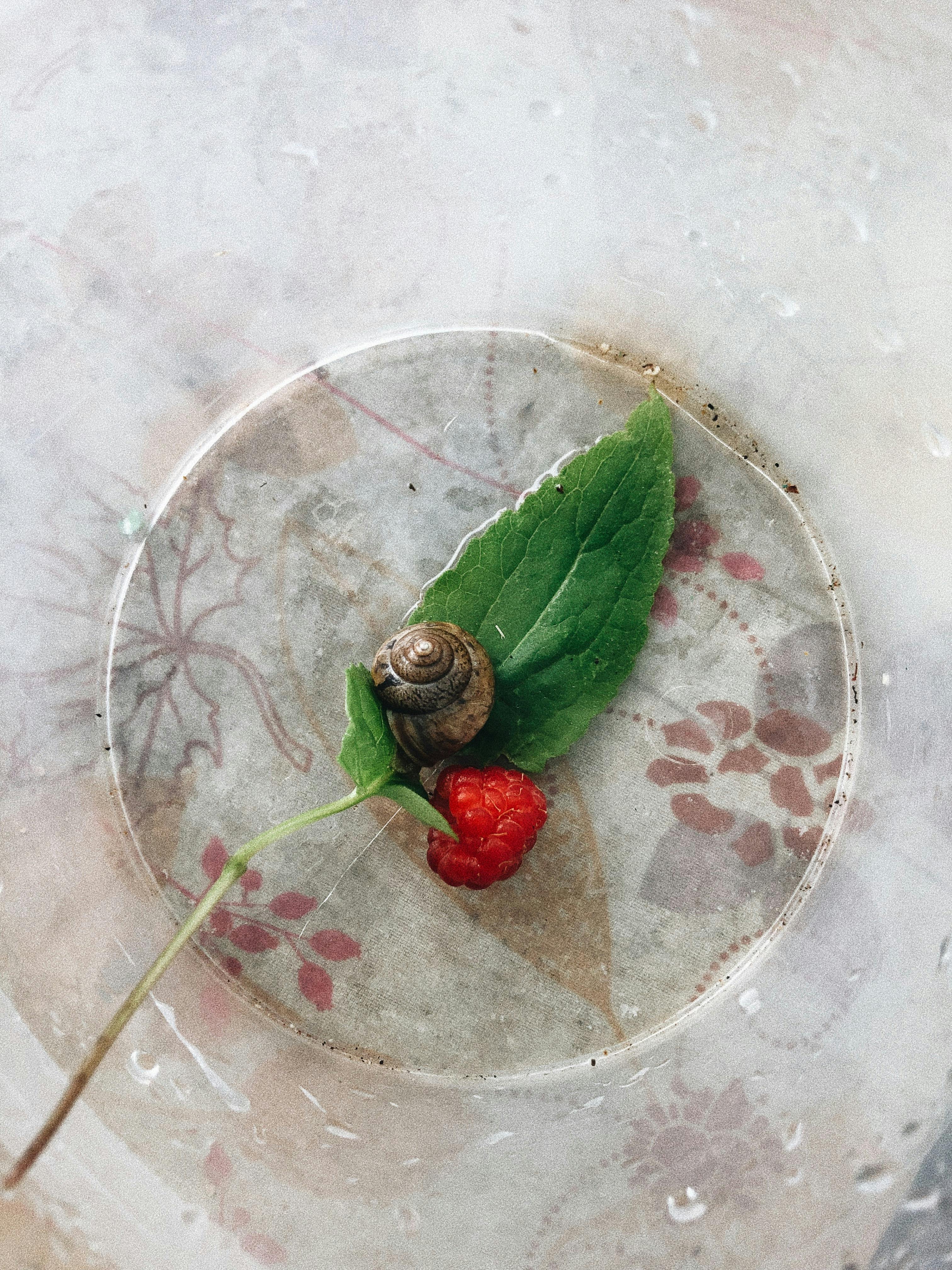 Snail Raspberry Photos, Download The BEST Free Snail Raspberry Stock ...